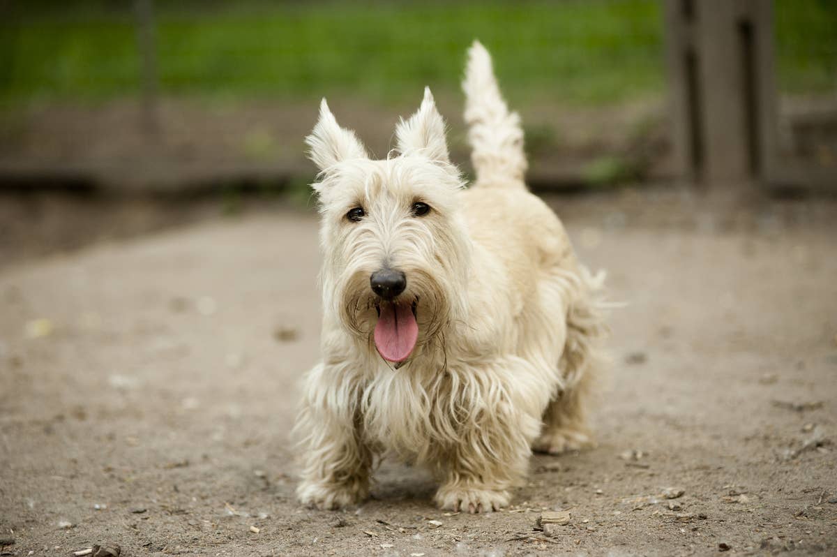 Scottish Terrier Playing 'Quickest Game of Fetch Ever' Gets an 'A' for ...