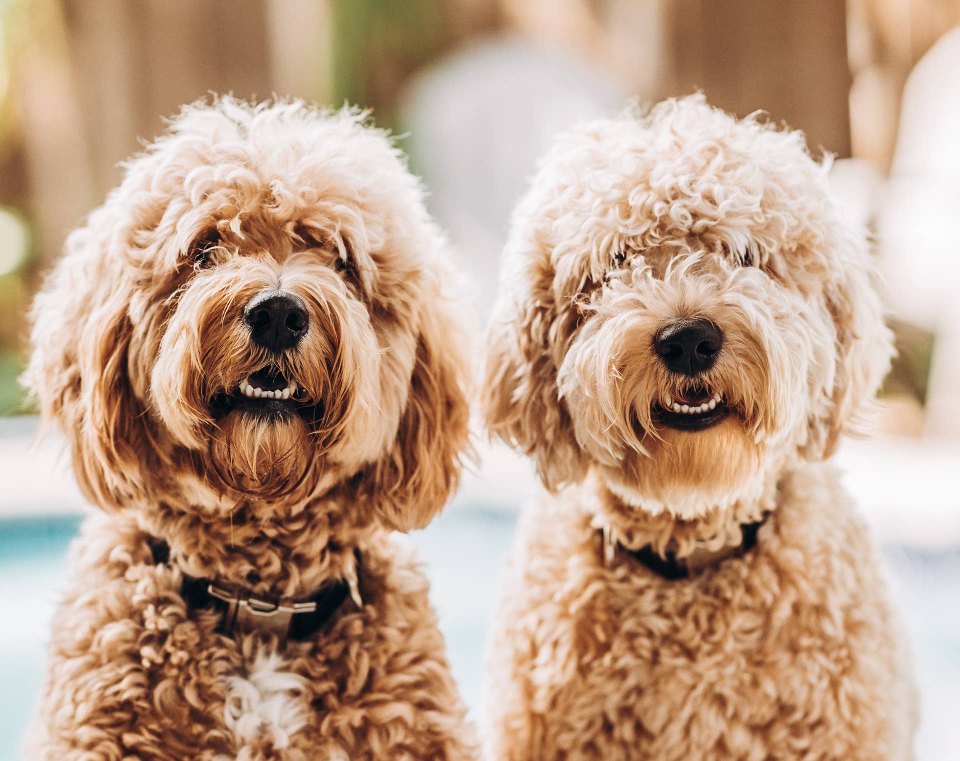 7 Softest Dog Breeds for Fluffy Fur Cuddling - Parade Pets