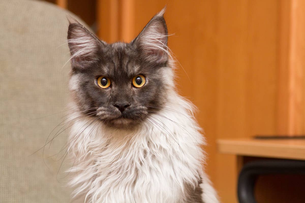 Enormous Maine Coon With Caramel Sundae Stripes Has Jaws on the Floor ...