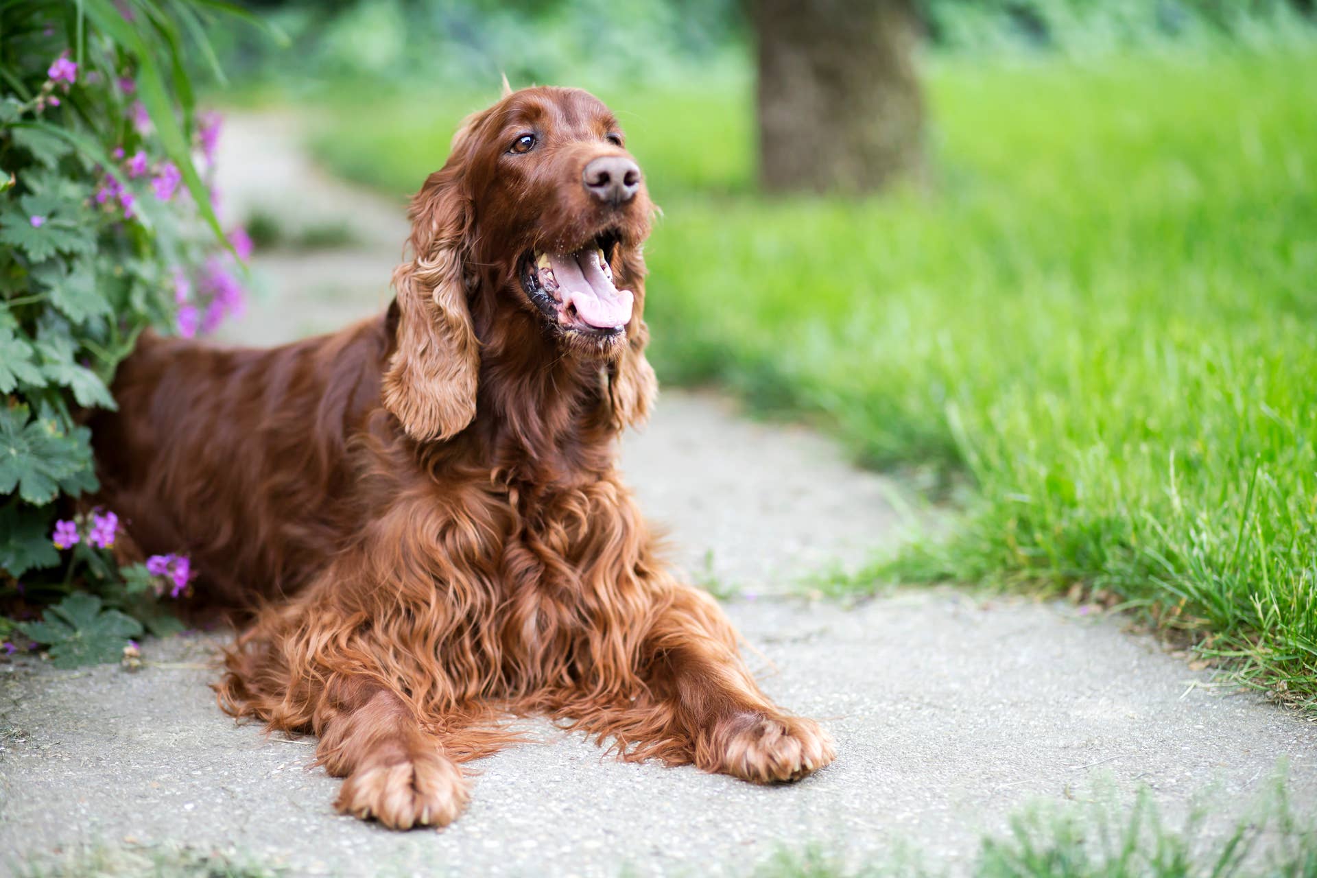 7 Bubbliest Dog Breeds To Brighten Your Day - Parade Pets
