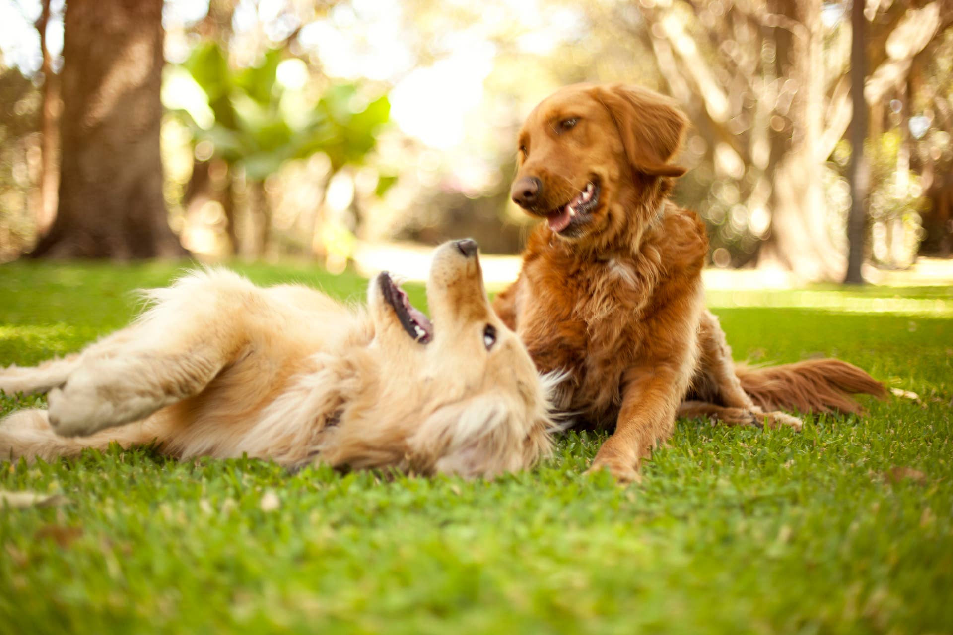 7 Bubbliest Dog Breeds To Brighten Your Day - Parade Pets