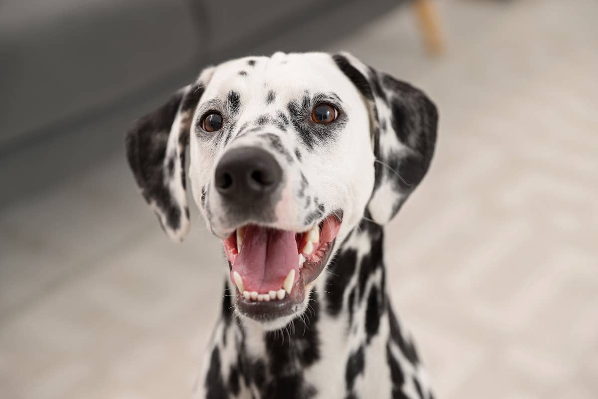 Couple Sees Viral Video of Abandoned Dog and Adopts Him - Parade Pets