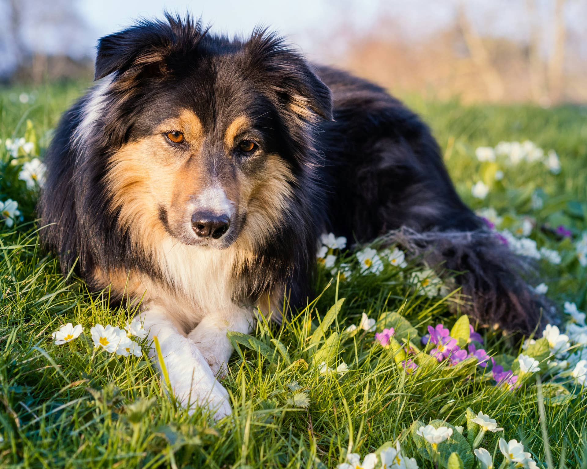 Australian Shepherd and Calico Cat Are Legit Twins and It's Just Too ...