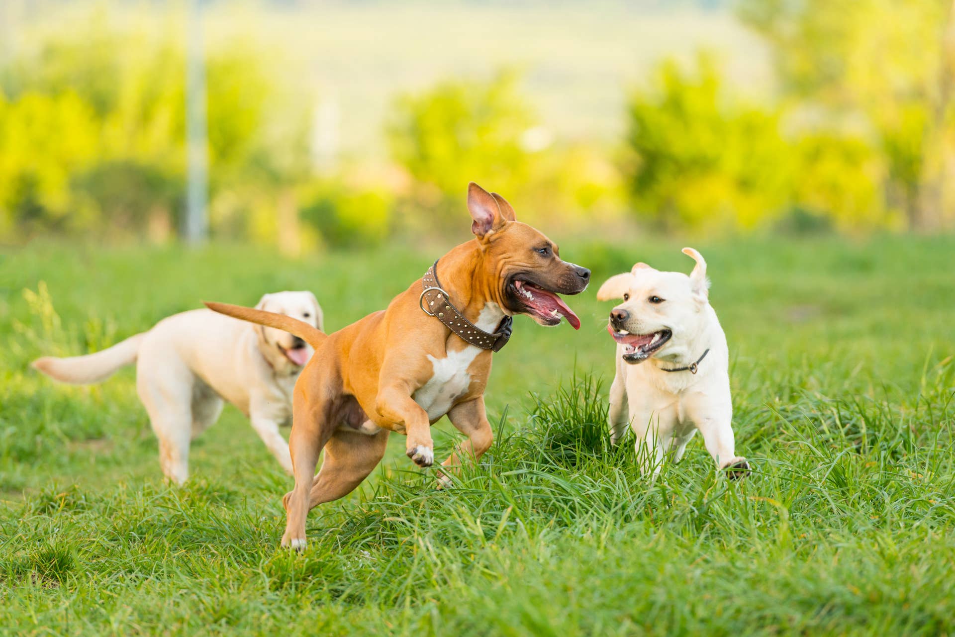 7 Smiley Dogs Breeds - Parade Pets