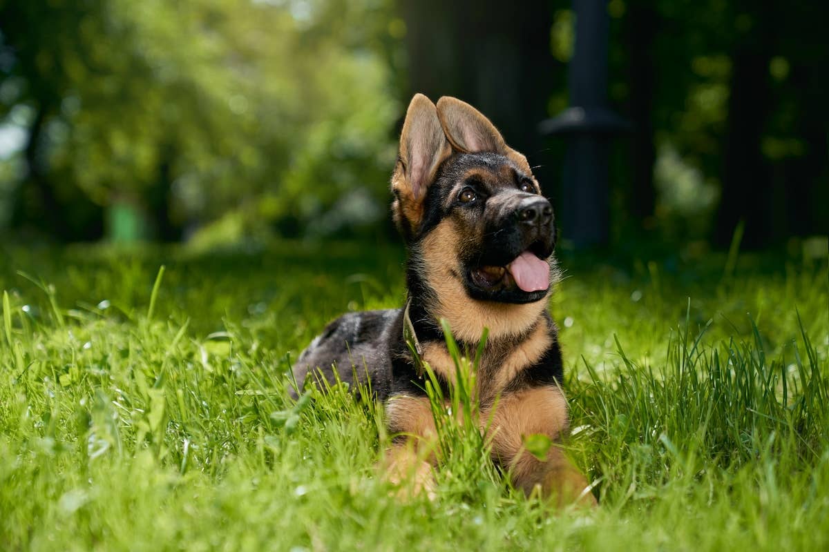 Why Is My Puppy Limping? Reddit Responds to Concerned Dog Owner ...