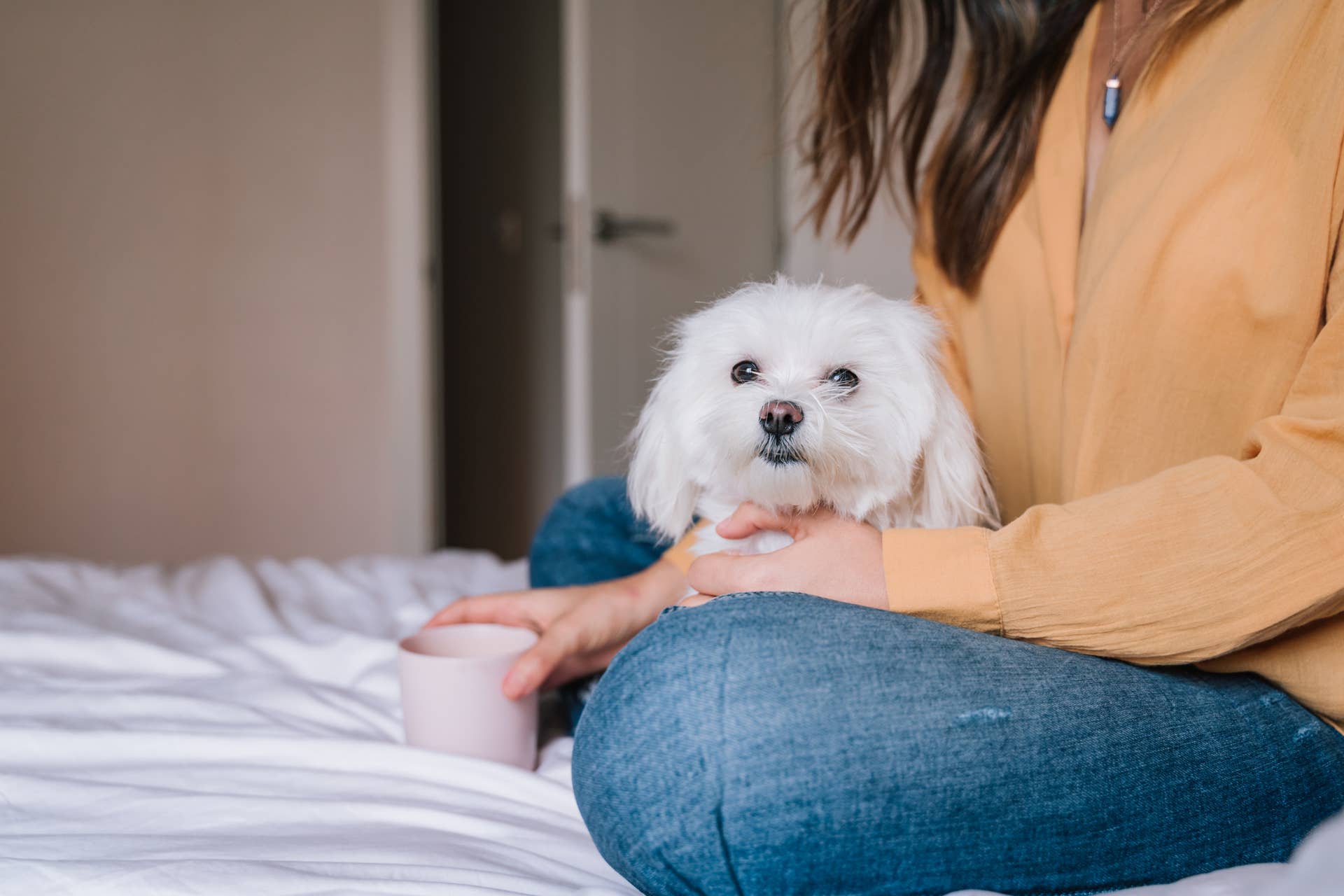 5 Best Lap Dogs, According to Vets - Parade Pets