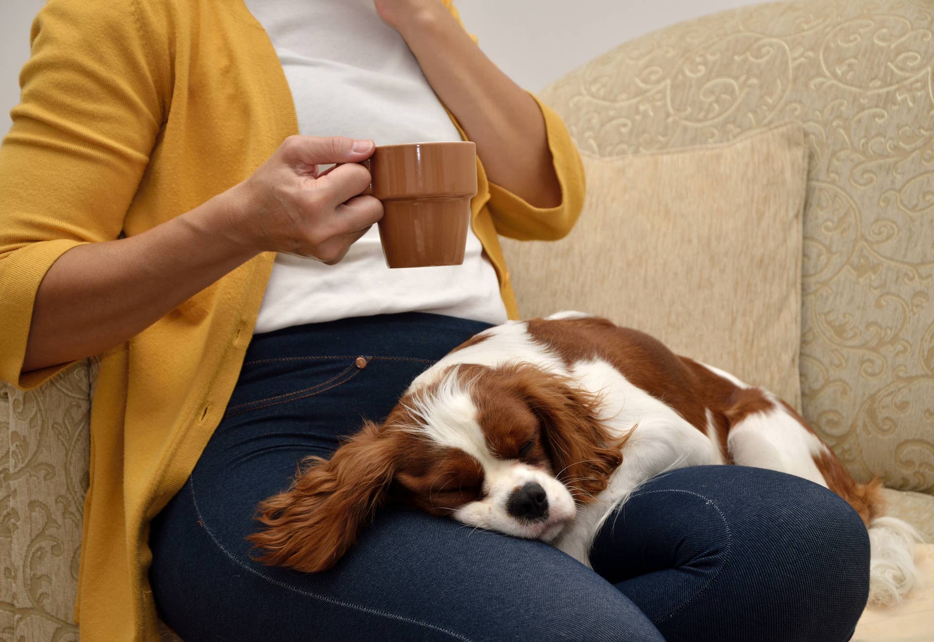 5 Best Lap Dogs, According to Vets - Parade Pets