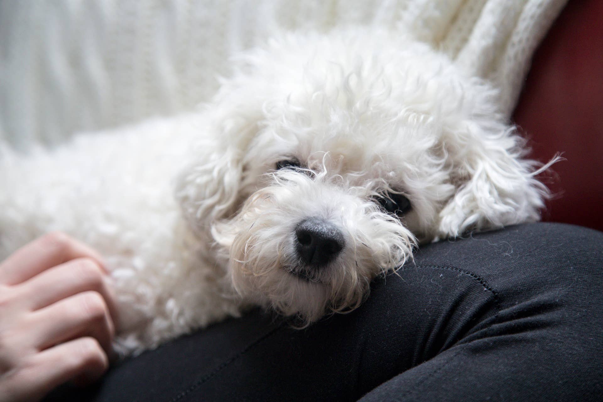 5 Best Lap Dogs, According to Vets - Parade Pets
