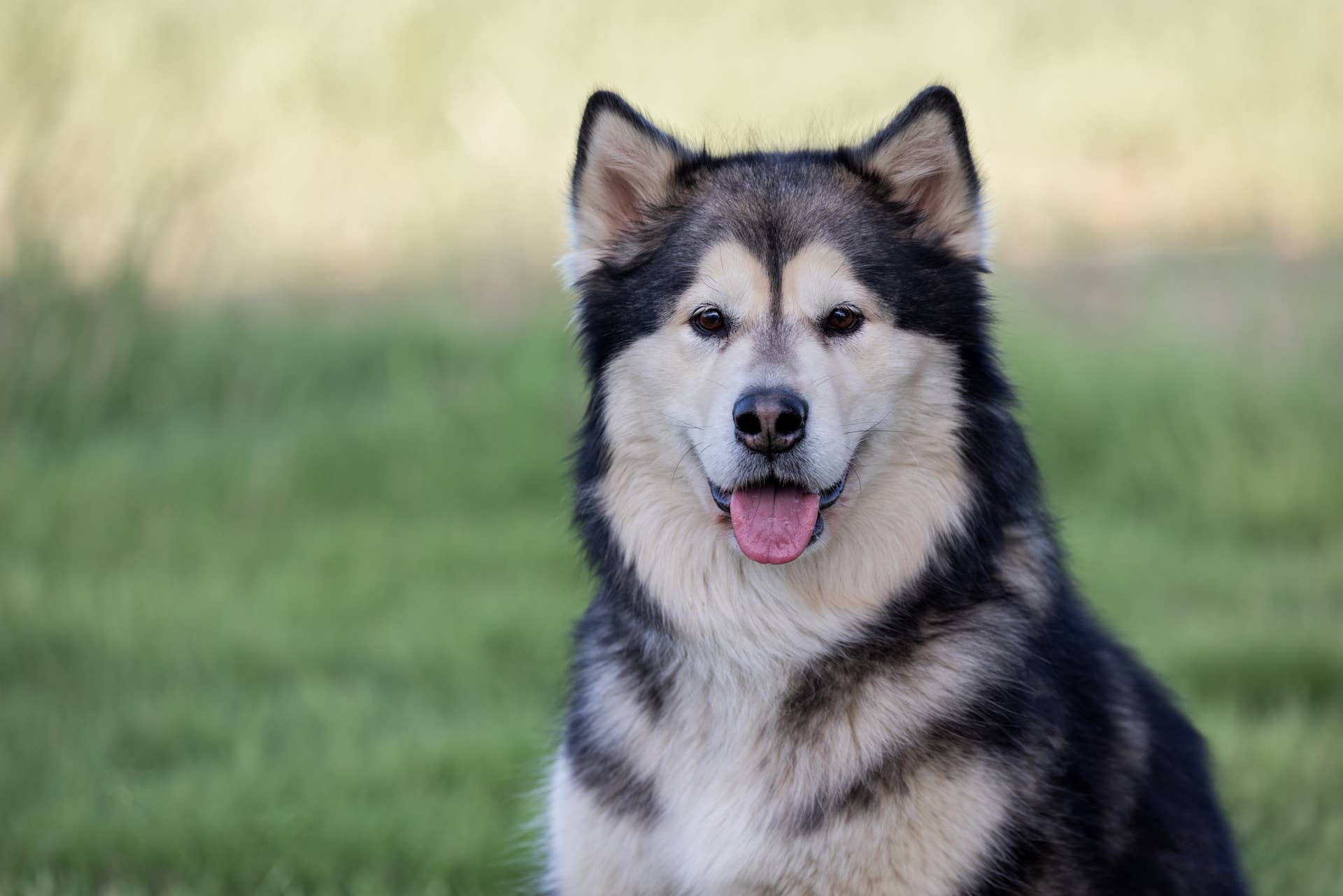 7 Smiley Dogs Breeds - Parade Pets