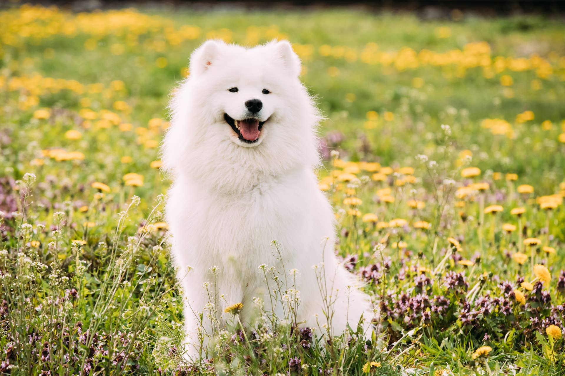 7 Smiley Dogs Breeds - Parade Pets