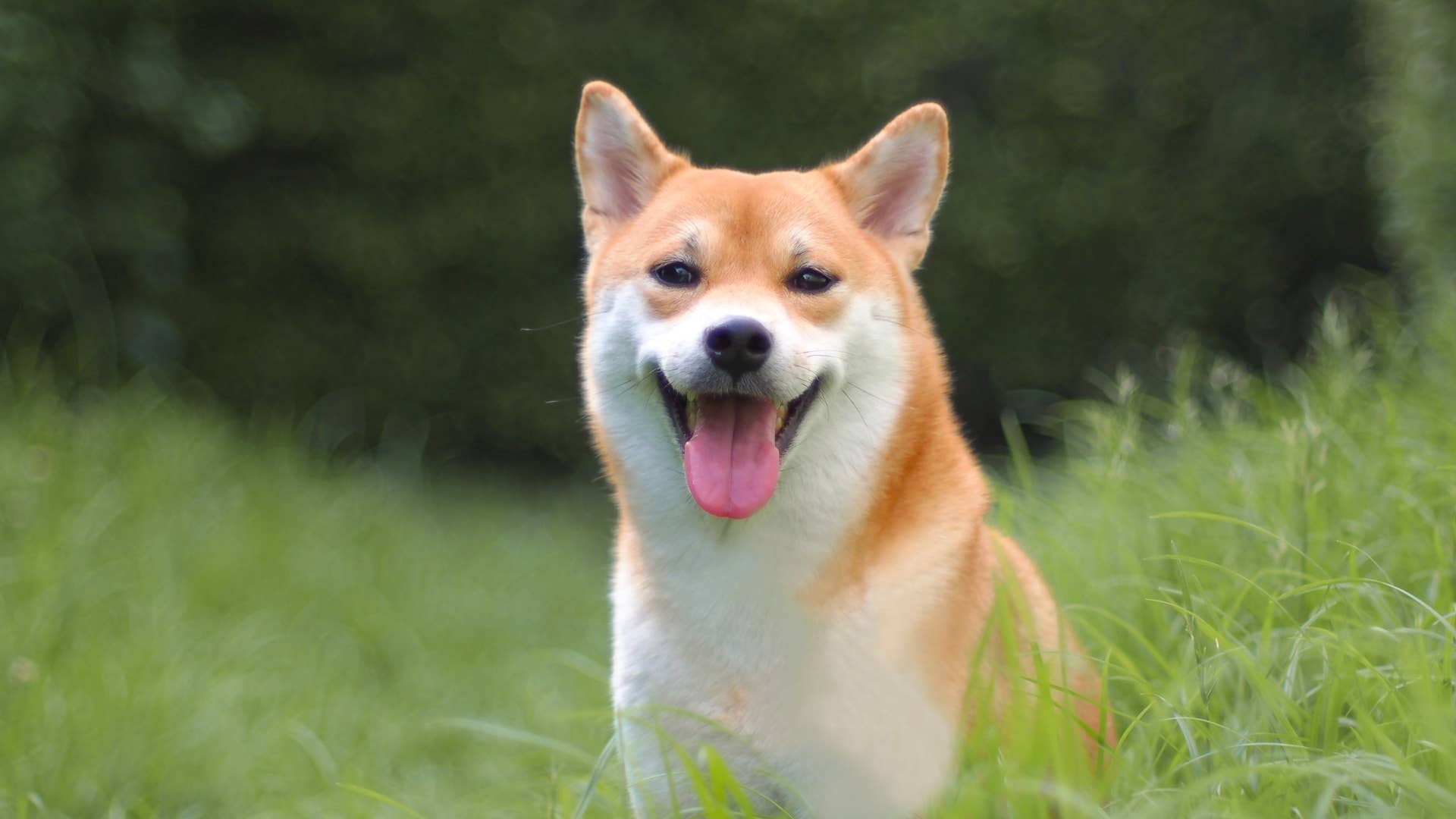 7 Smiley Dogs Breeds - Parade Pets