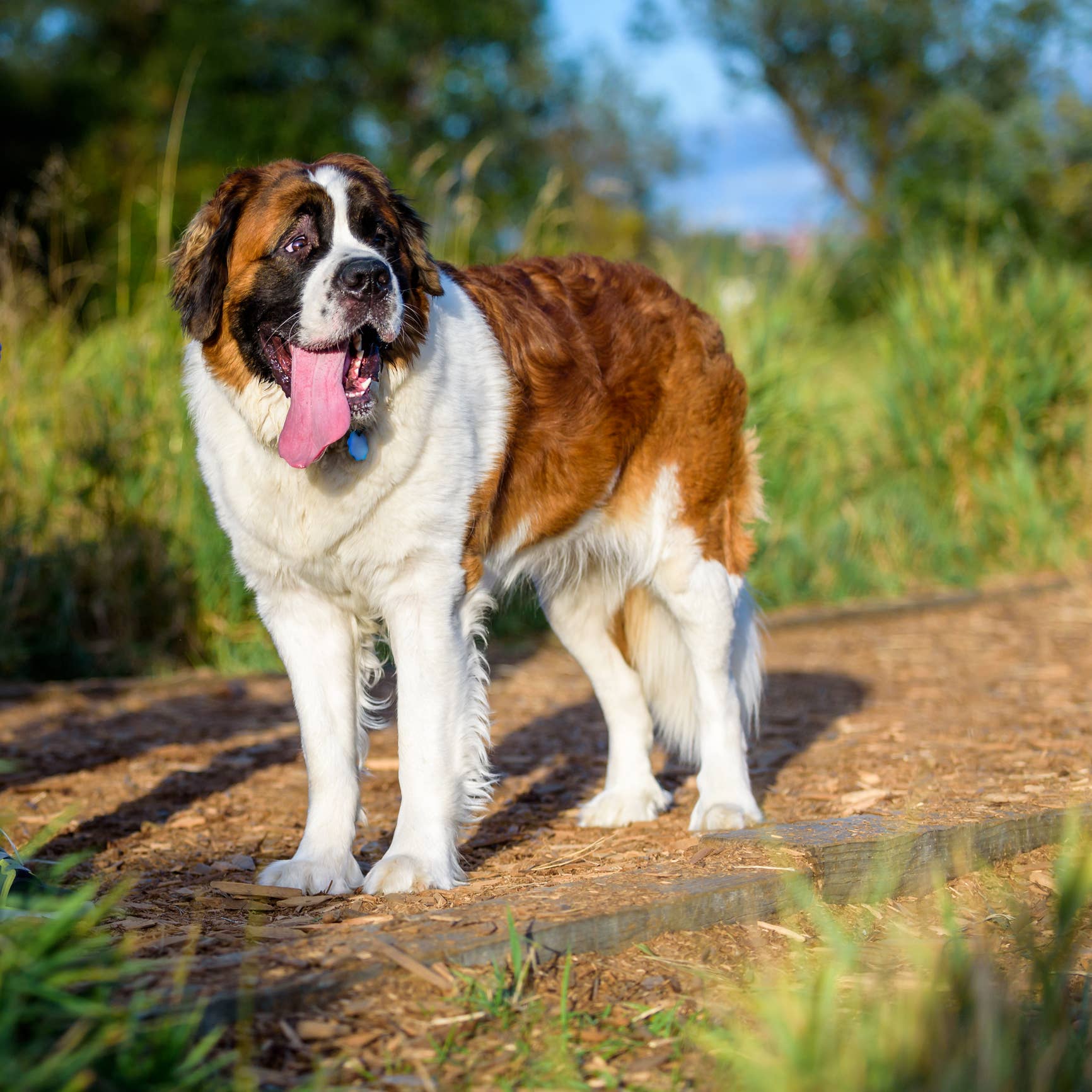 7 Big Fluffy Dog Breeds That Love to Cuddle - Parade Pets