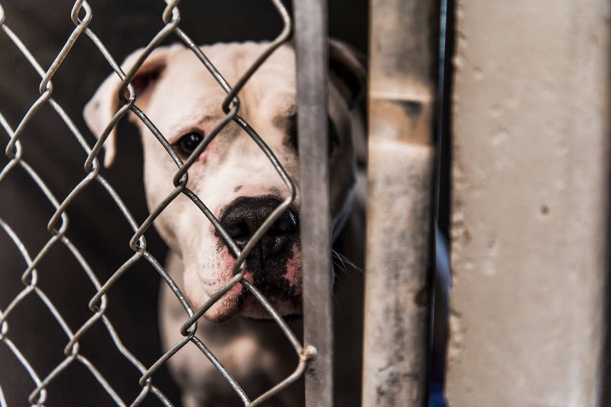 Shelter Dog Adopted After Viral Backpack Walk in NYC - Parade Pets