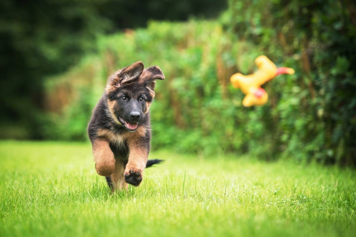 German Shepherd Puppy Learning the 'Play Dead' Trick Dies in the Cutest ...
