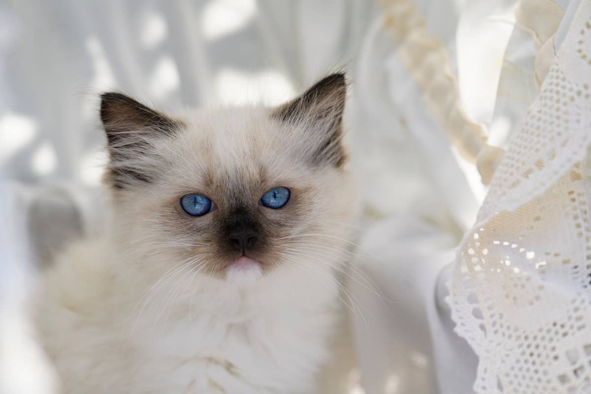Ragdoll Kitten ‘Steals Mom’s Thunder’ During Announcement in True Show ...
