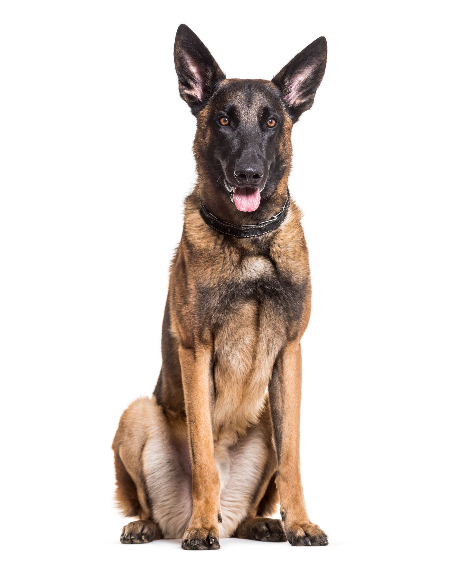 10 Labubu Dolls Dog Breeds: Lookalike Breeds, Traits & Care - Parade Pets
