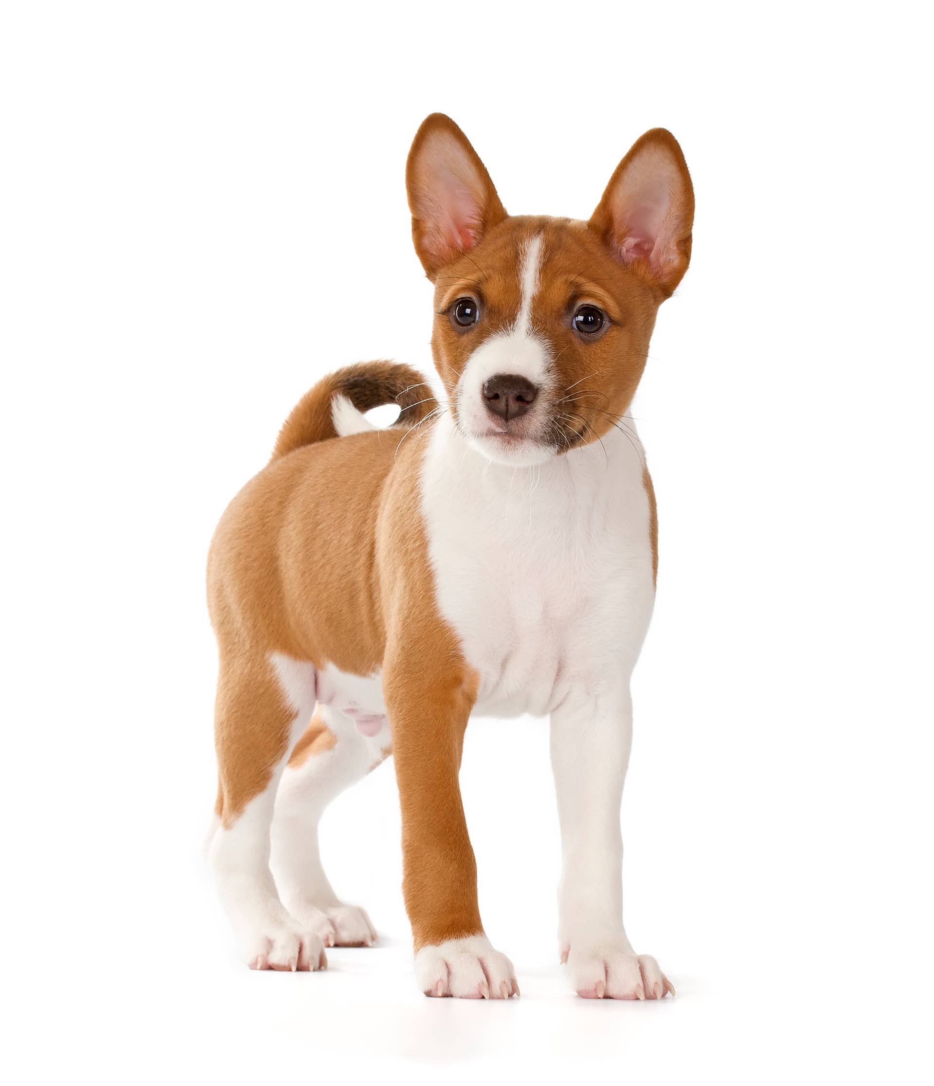 10 Labubu Dolls Dog Breeds: Lookalike Breeds, Traits & Care - Parade Pets