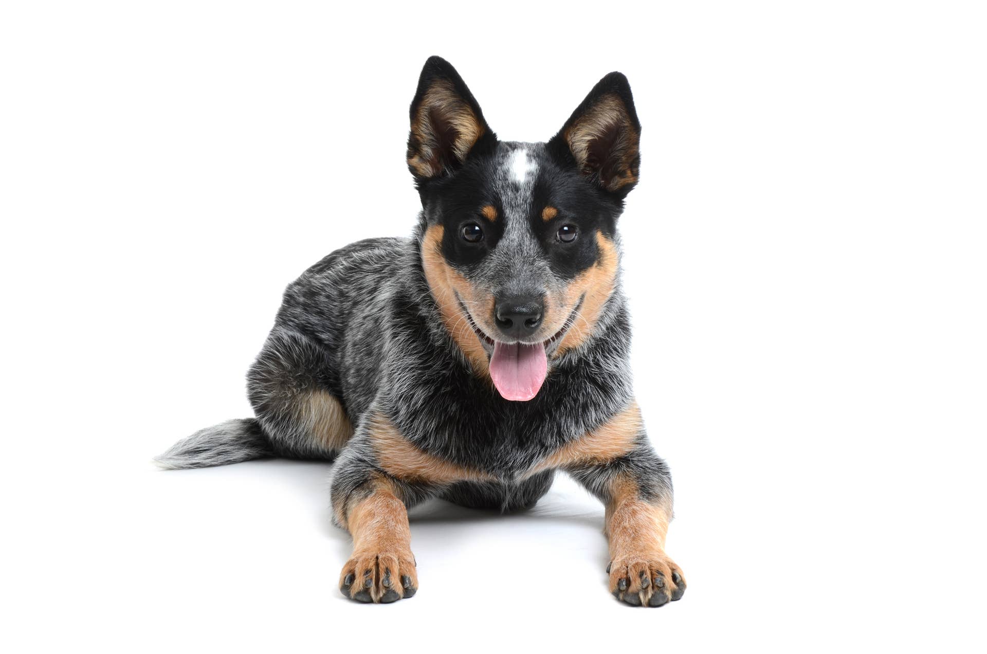 10 Labubu Dolls Dog Breeds: Lookalike Breeds, Traits & Care - Parade Pets