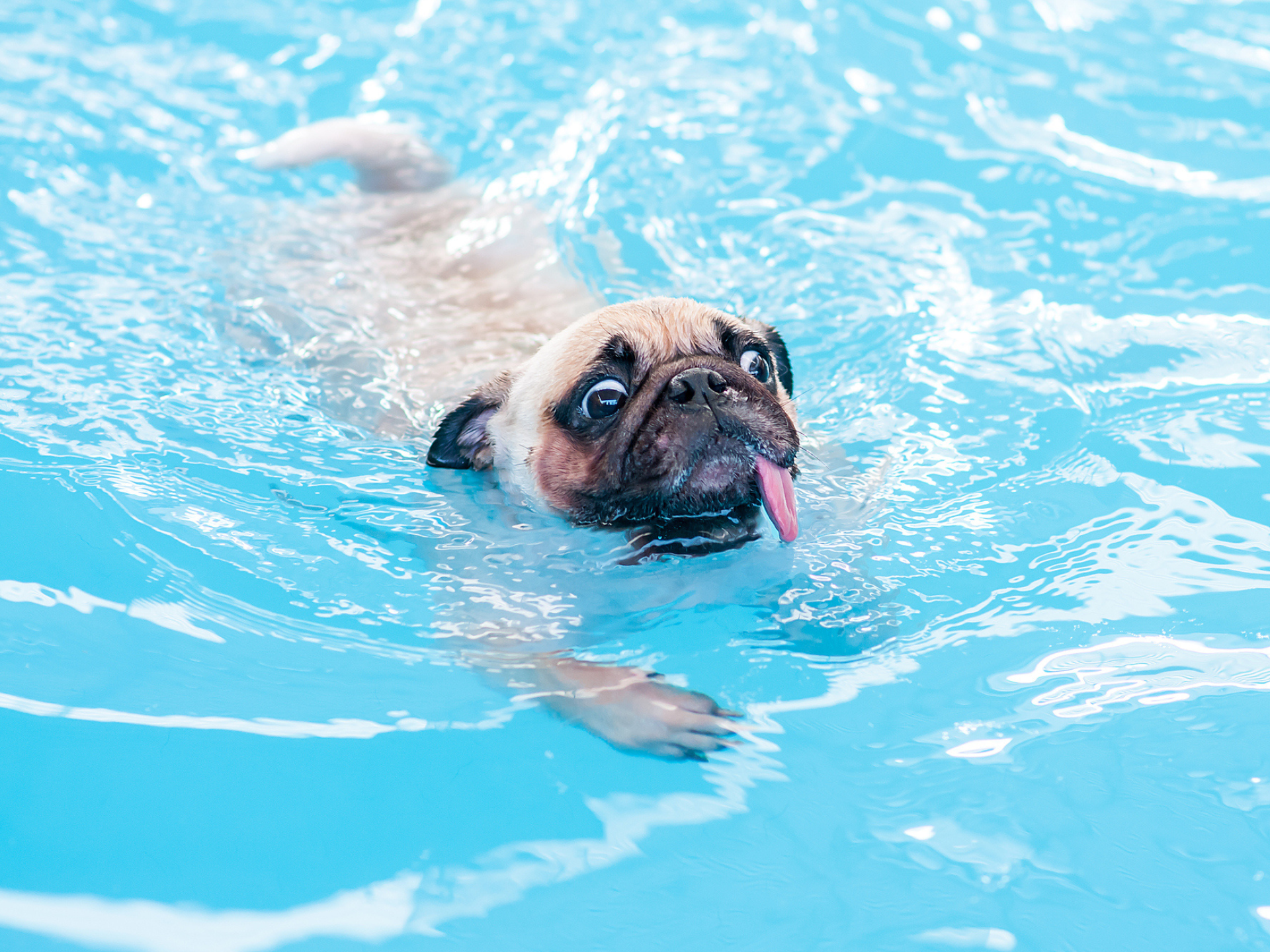 10 Worst Swimming Dog Breeds, According to Vets - Parade Pets