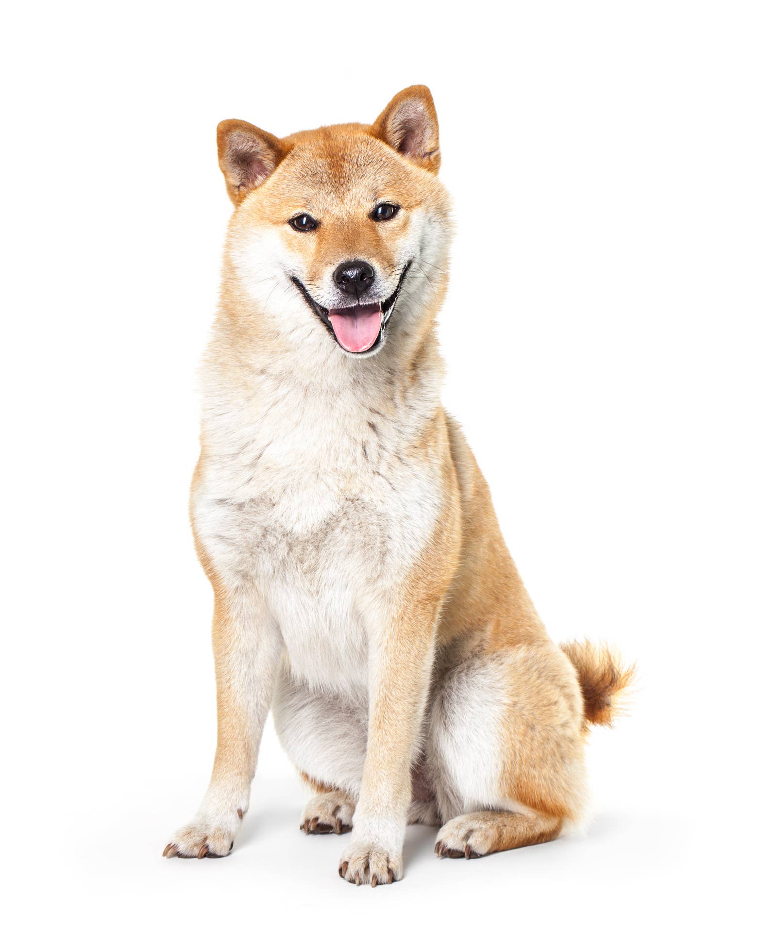 10 Labubu Dolls Dog Breeds: Lookalike Breeds, Traits & Care - Parade Pets