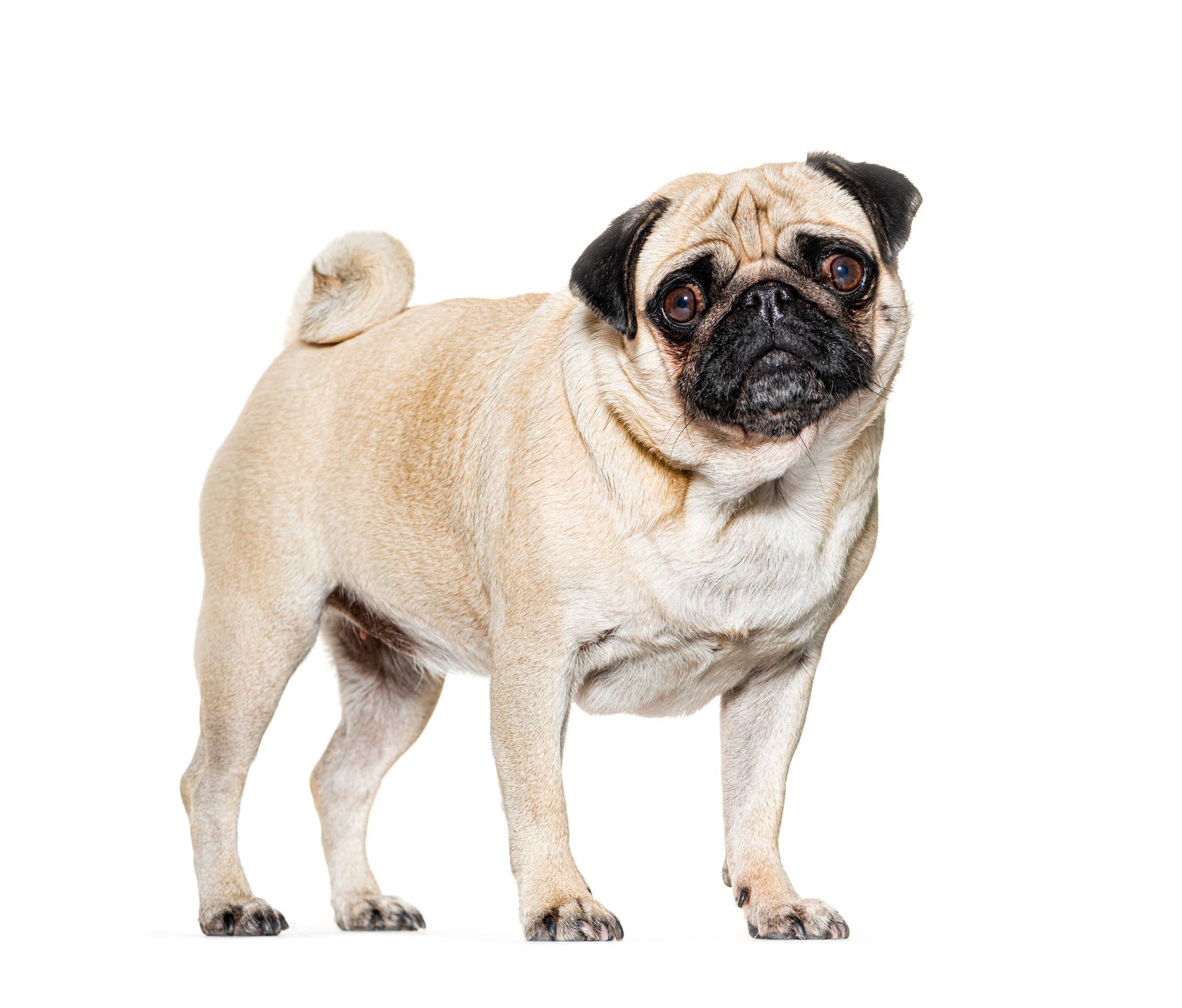10 Labubu Dolls Dog Breeds: Lookalike Breeds, Traits & Care - Parade Pets