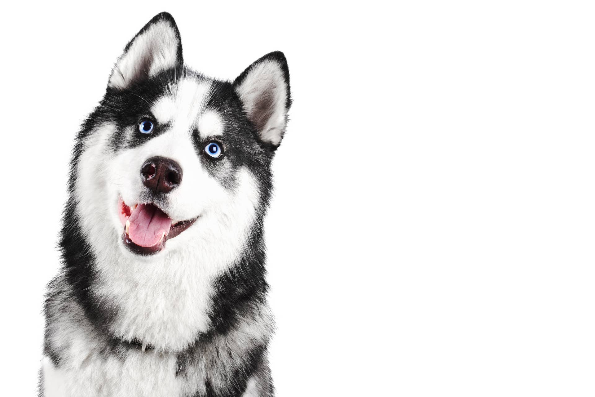 10 Labubu Dolls Dog Breeds: Lookalike Breeds, Traits & Care - Parade Pets