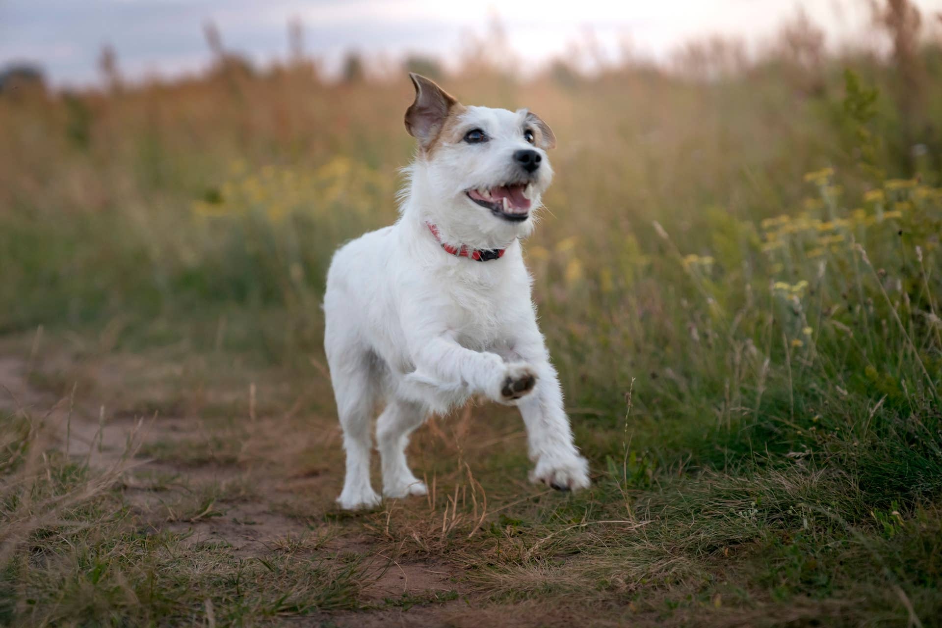 Sassy Dog Breeds: Traits & Care Tips From Experts - Parade Pets