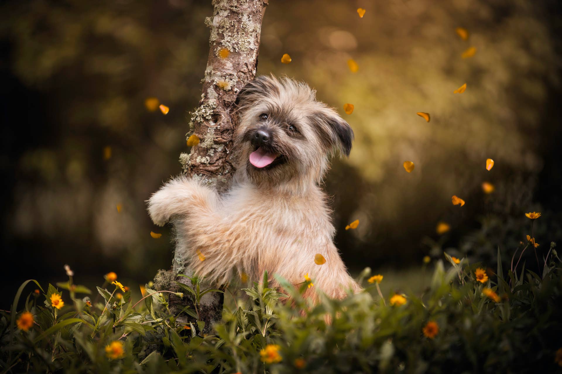 Sassy Dog Breeds: Traits & Care Tips From Experts - Parade Pets