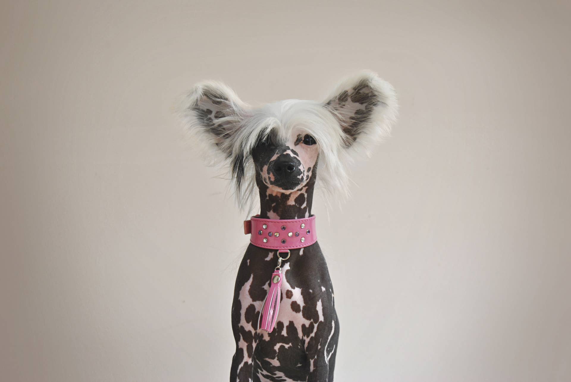 Sassy Dog Breeds: Traits & Care Tips From Experts - Parade Pets
