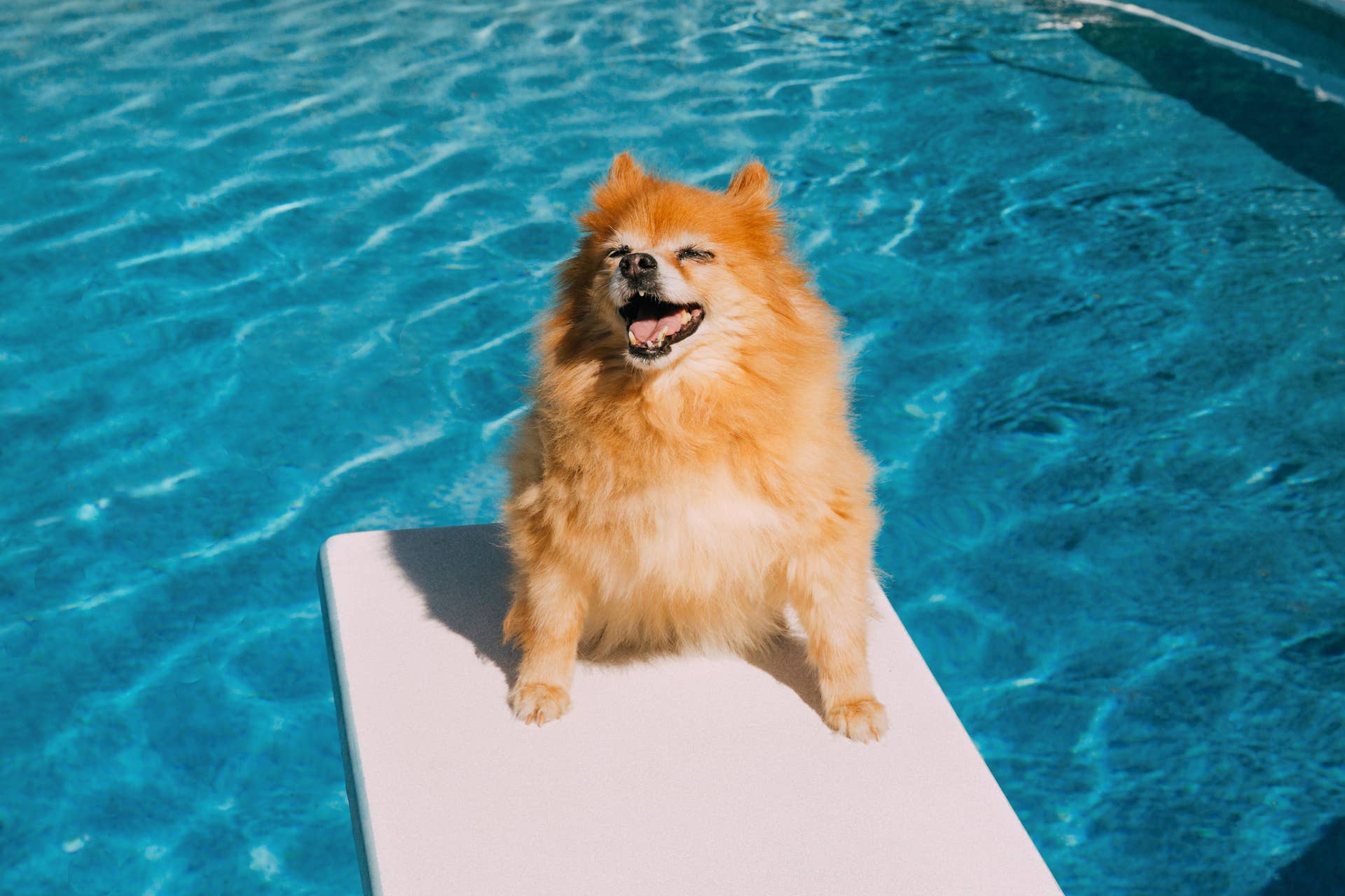 Sassy Dog Breeds: Traits & Care Tips From Experts - Parade Pets