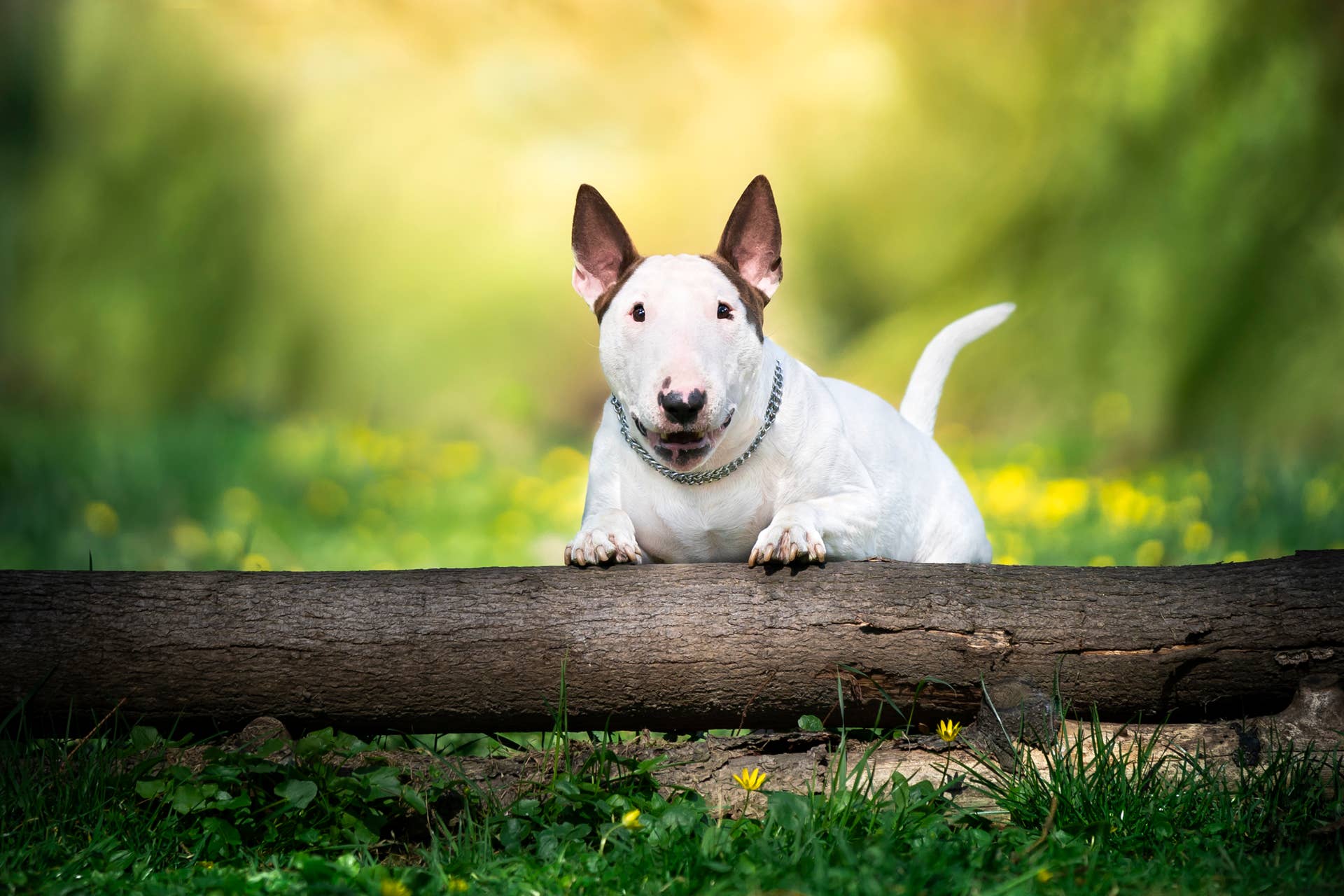 Sassy Dog Breeds: Traits & Care Tips From Experts - Parade Pets