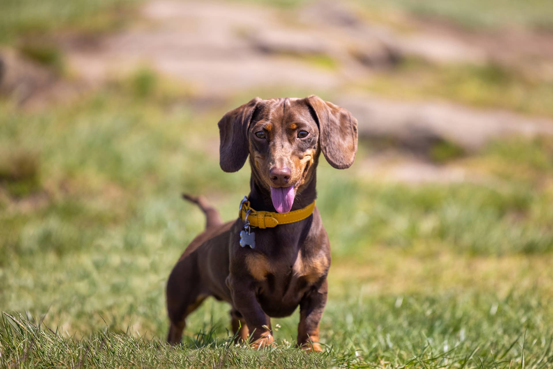 Sassy Dog Breeds: Traits & Care Tips From Experts - Parade Pets