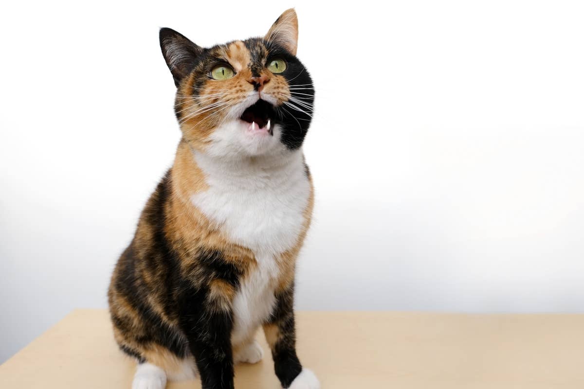Singing Cat Performs First Emotional Song After Surgery and Everyone’s ...