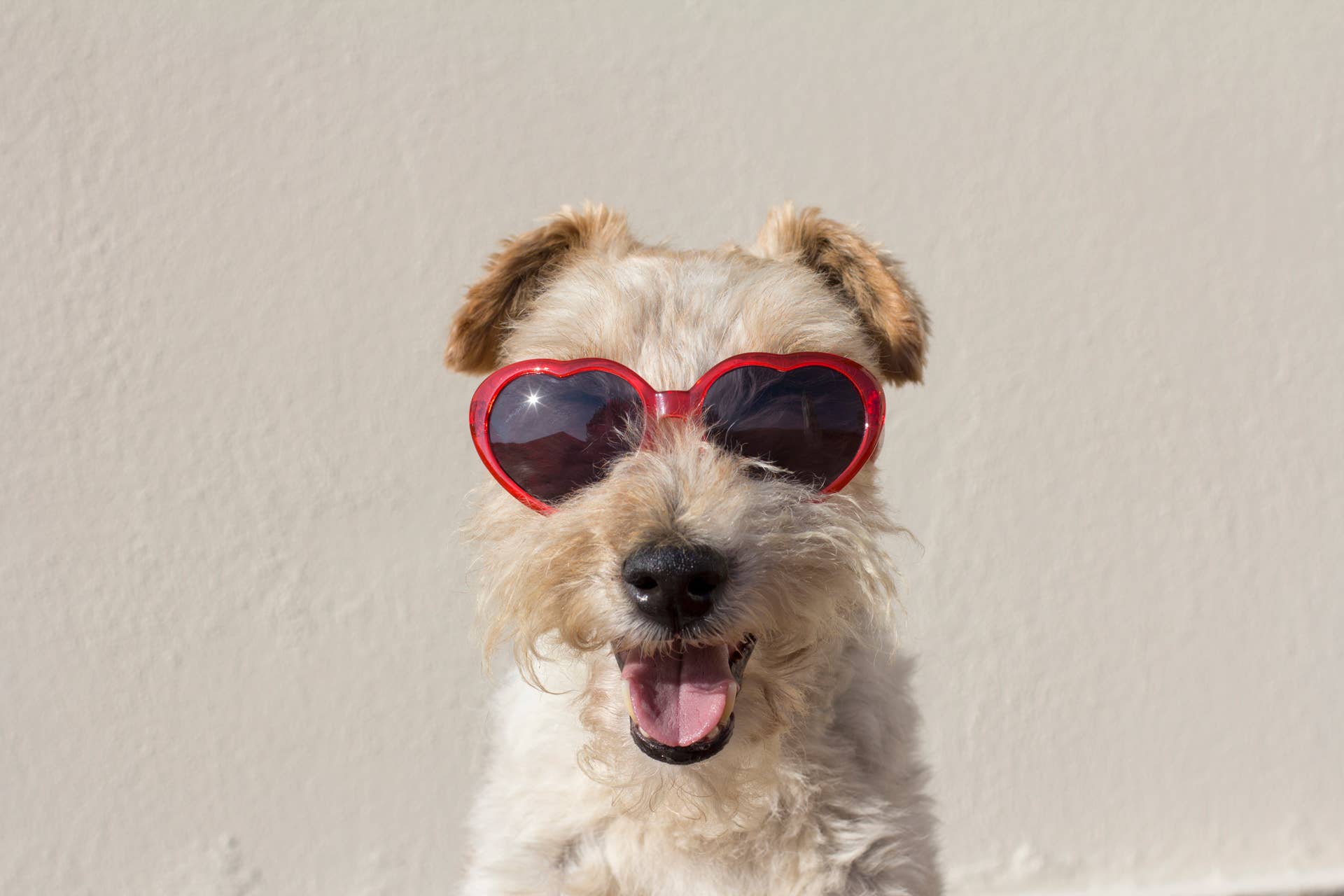 Sassy Dog Breeds: Traits & Care Tips From Experts - Parade Pets