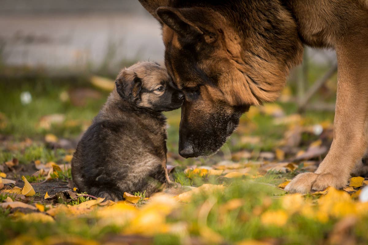 Latest Update on German Shepherd Separated From Her Sick Puppy Has ...