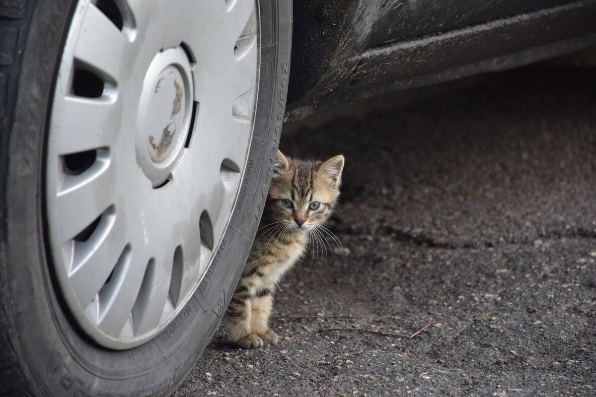 Rescued Kitten Turns Into Resident 'Firehouse Dog' and We Can't Get ...