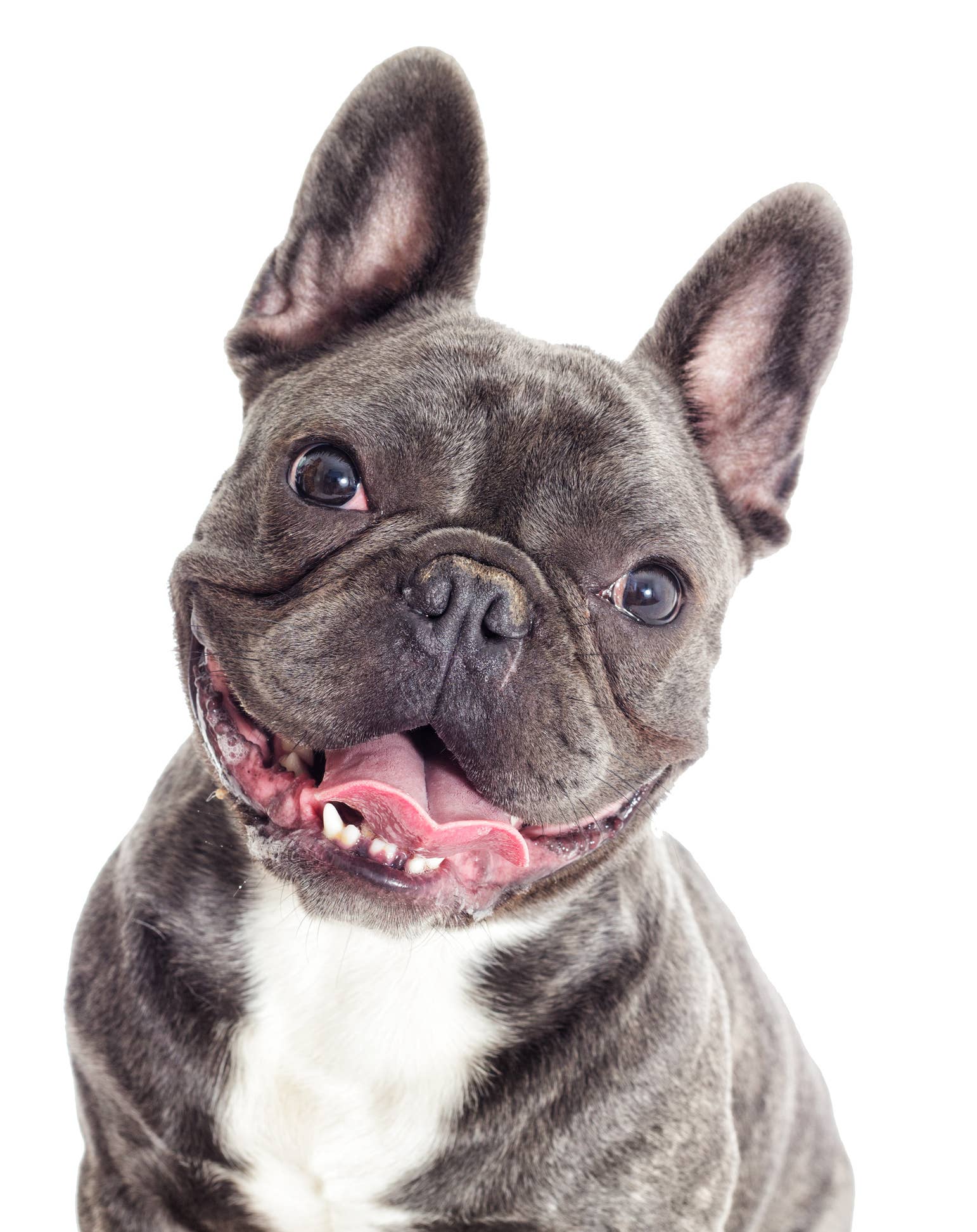 10 Labubu Dolls Dog Breeds: Lookalike Breeds, Traits & Care - Parade Pets