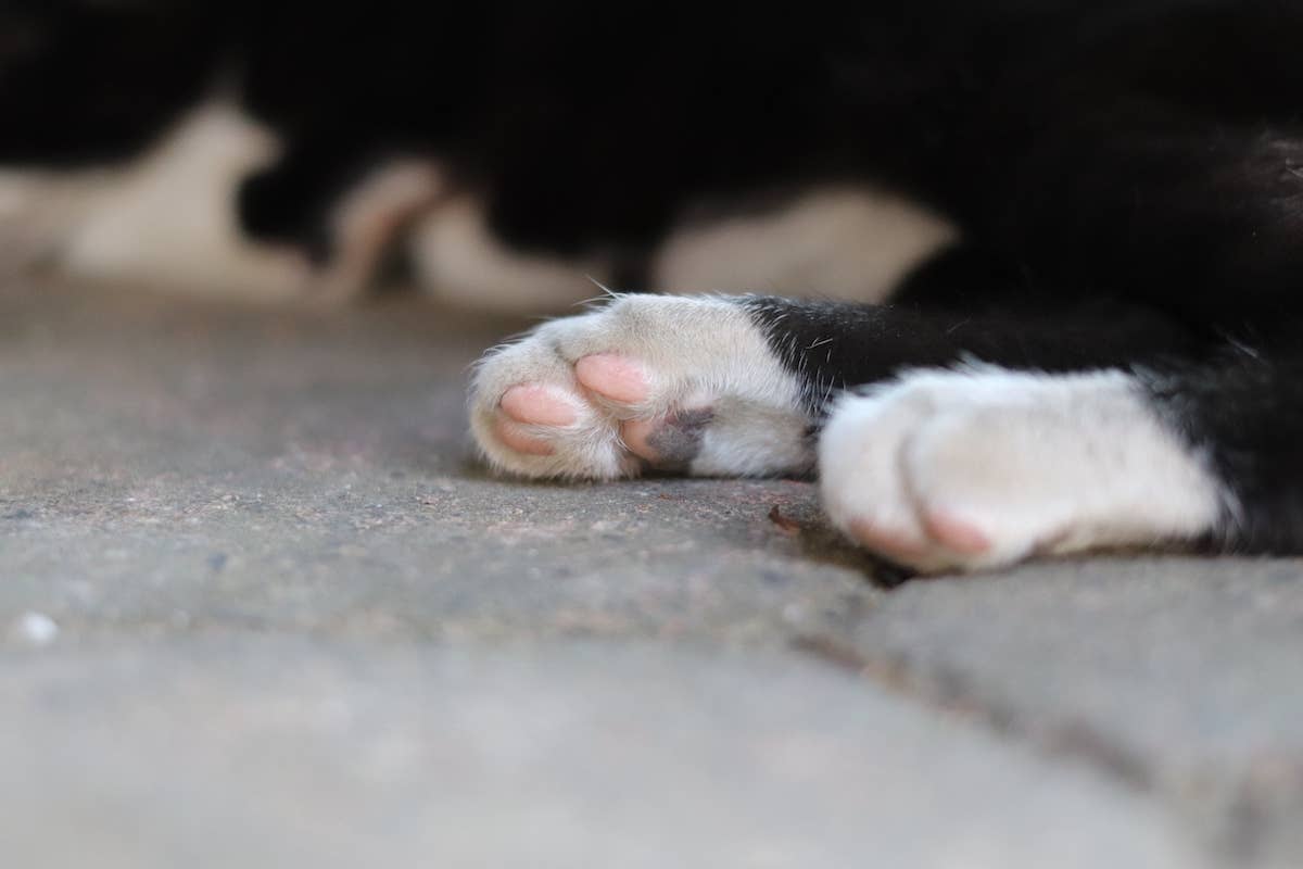 Mother Tuxedo Cat Gives Birth to 3 Most Precious 'Copy and Pastes' of ...