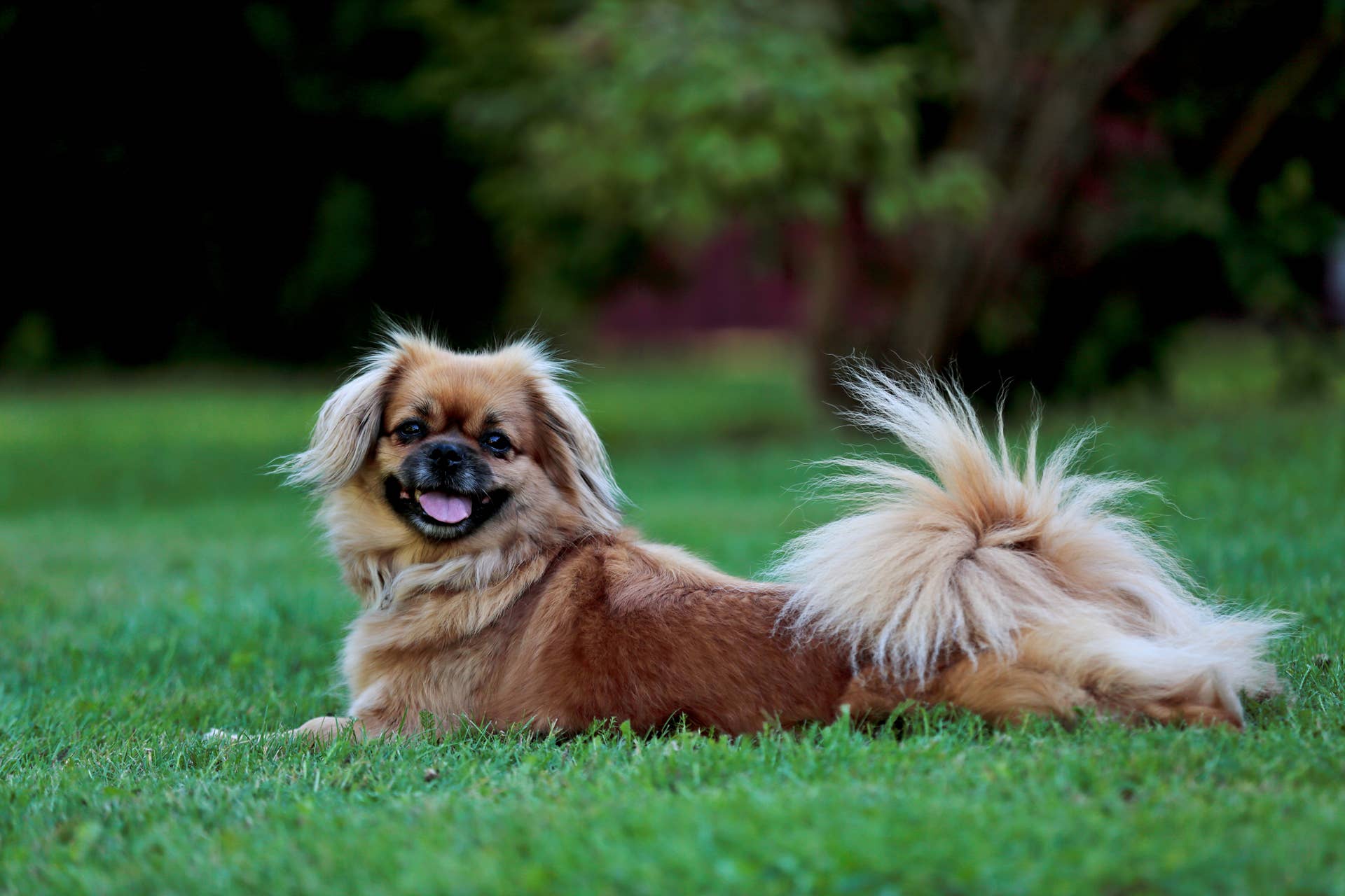 7 Sweetest Dog Breeds, According to Pet Experts - Parade Pets