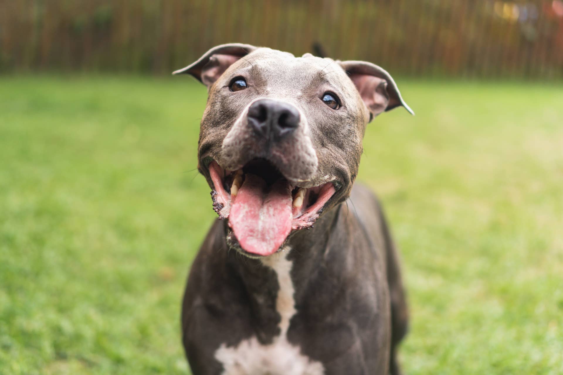 7 Sweetest Dog Breeds, According to Pet Experts - Parade Pets