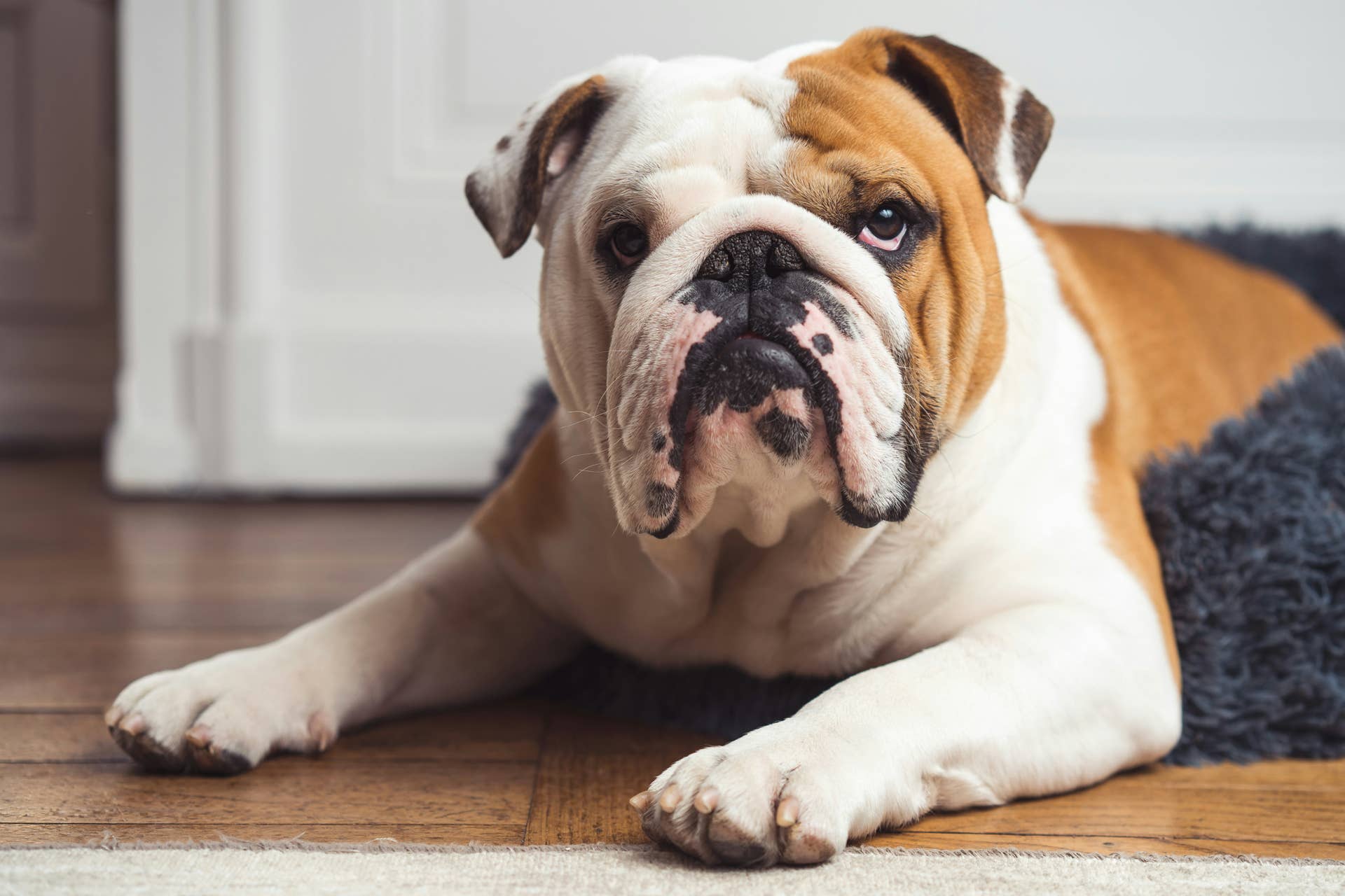 Dennis Quaid's Bulldog 'Peaches' Leaves TODAY Anchors in Stitches With ...
