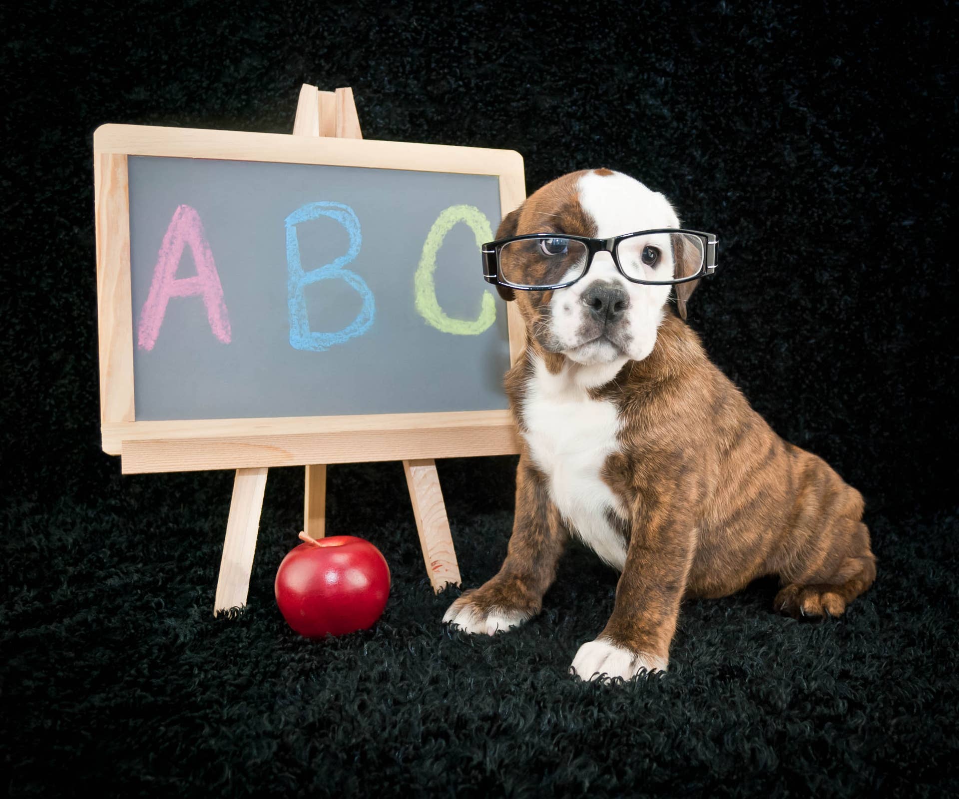 Puppy School: (What Dogs Learn in Classes, Benefits) - Parade Pets