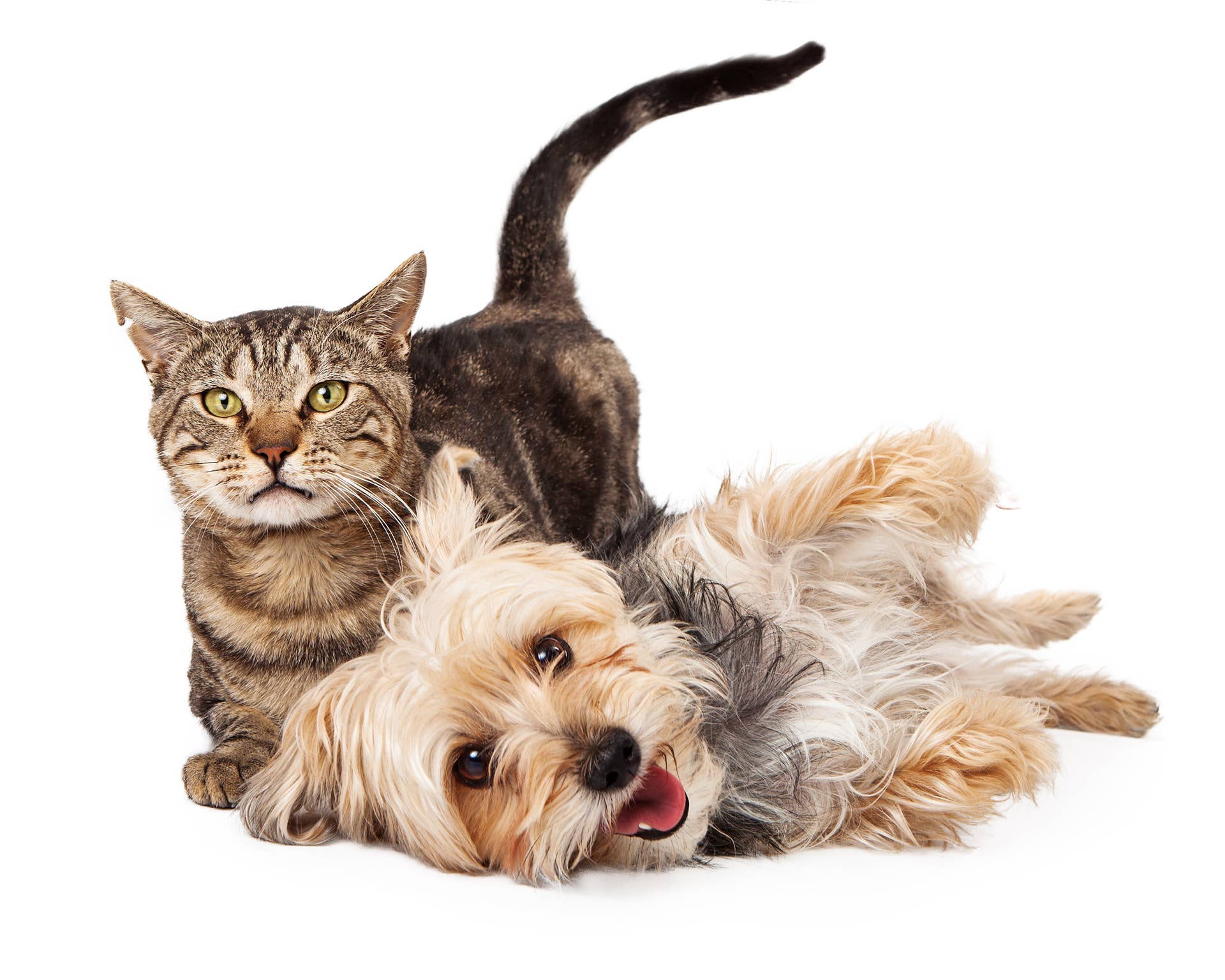 Can Cats and Dogs Be Friends? (Advice From a Pet Trainer) - Parade Pets