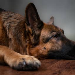 German Shepherd’s Glow-up From Tiny Puppy to Big Girl Includes Adorable ...