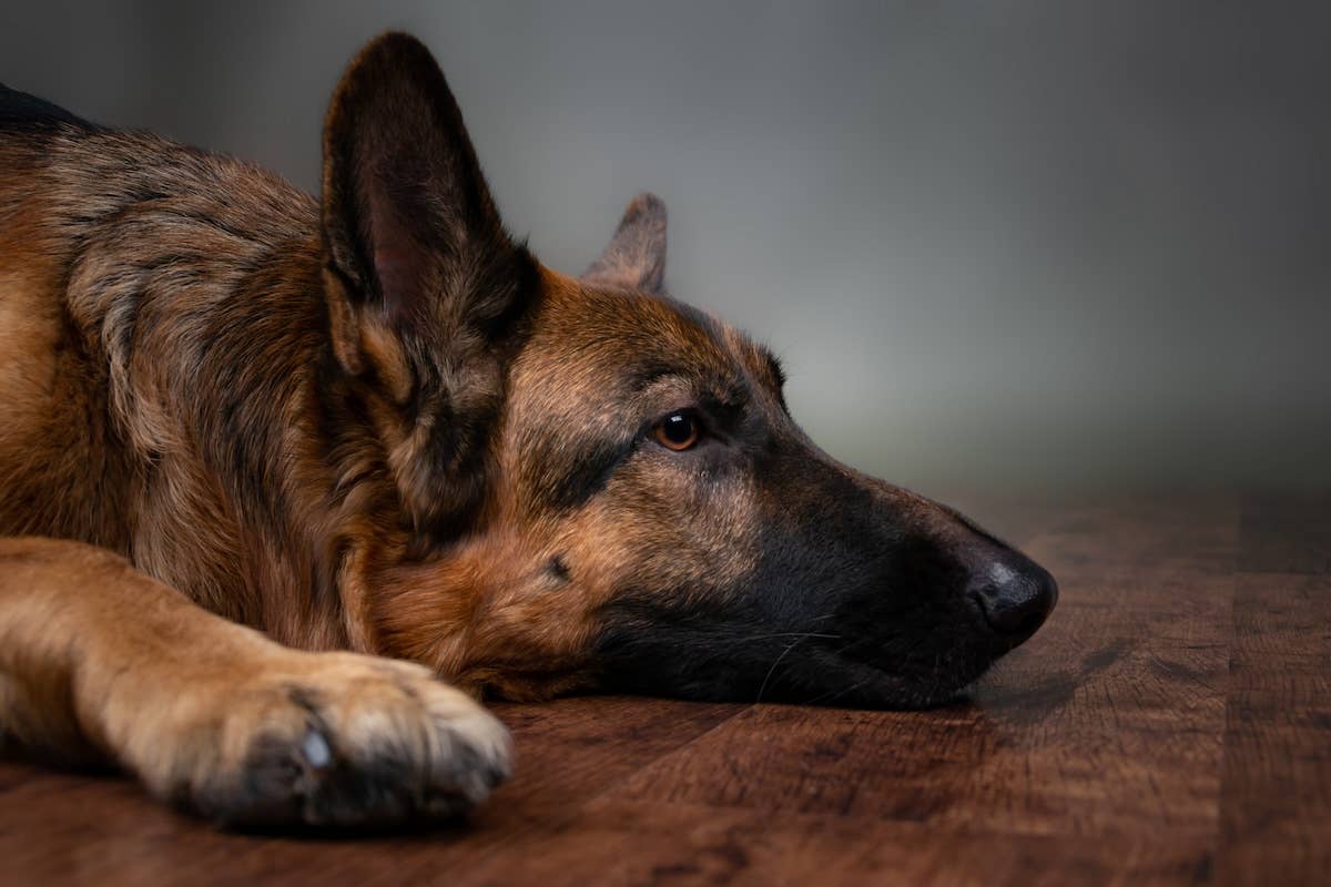Snakebite Symptoms in Dogs: German Shepherd's Cautionary Tale - Parade Pets