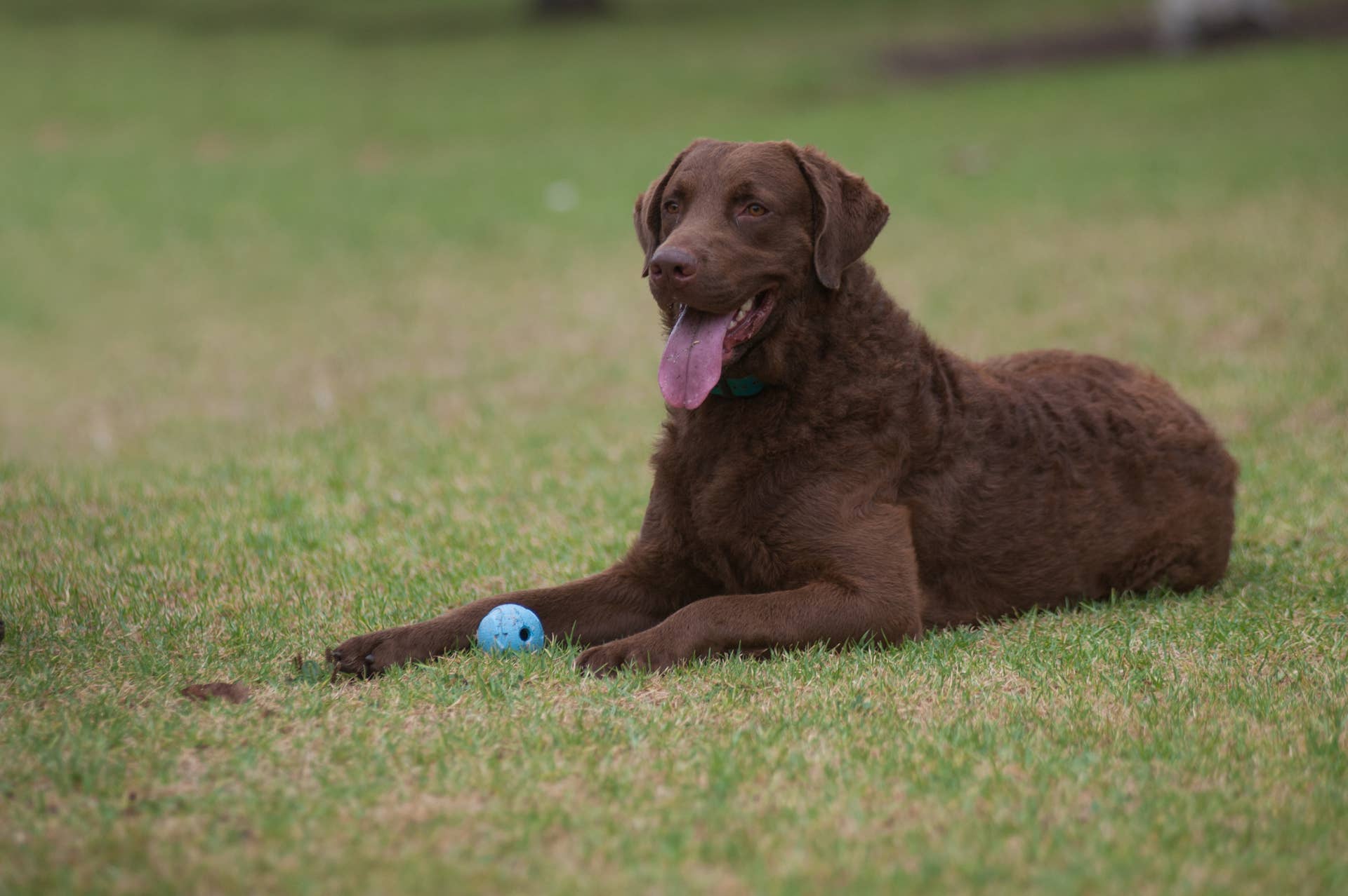 Dogs Like Golden Retrievers, According to Experts - Parade Pets