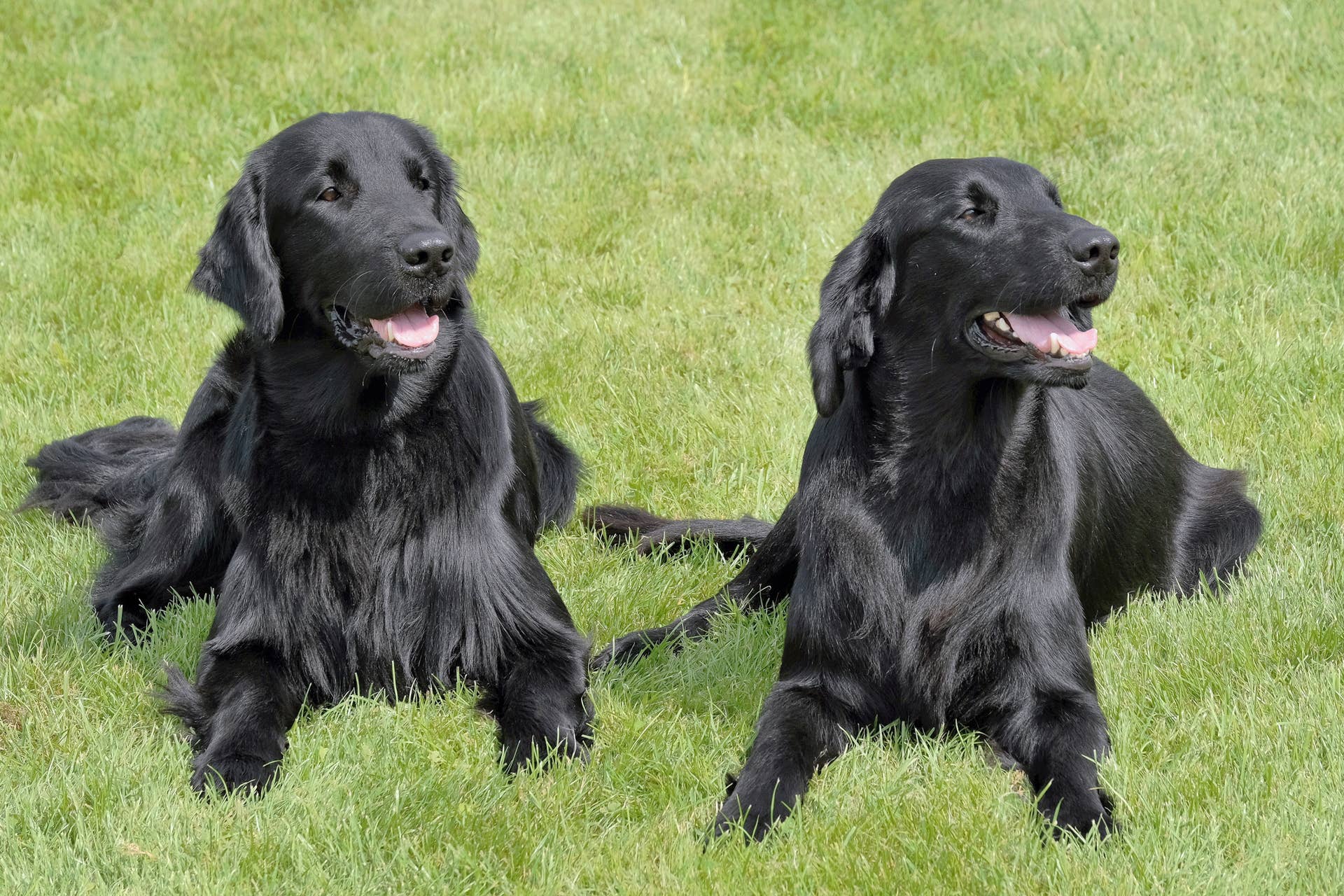 Dogs Like Golden Retrievers, According to Experts - Parade Pets