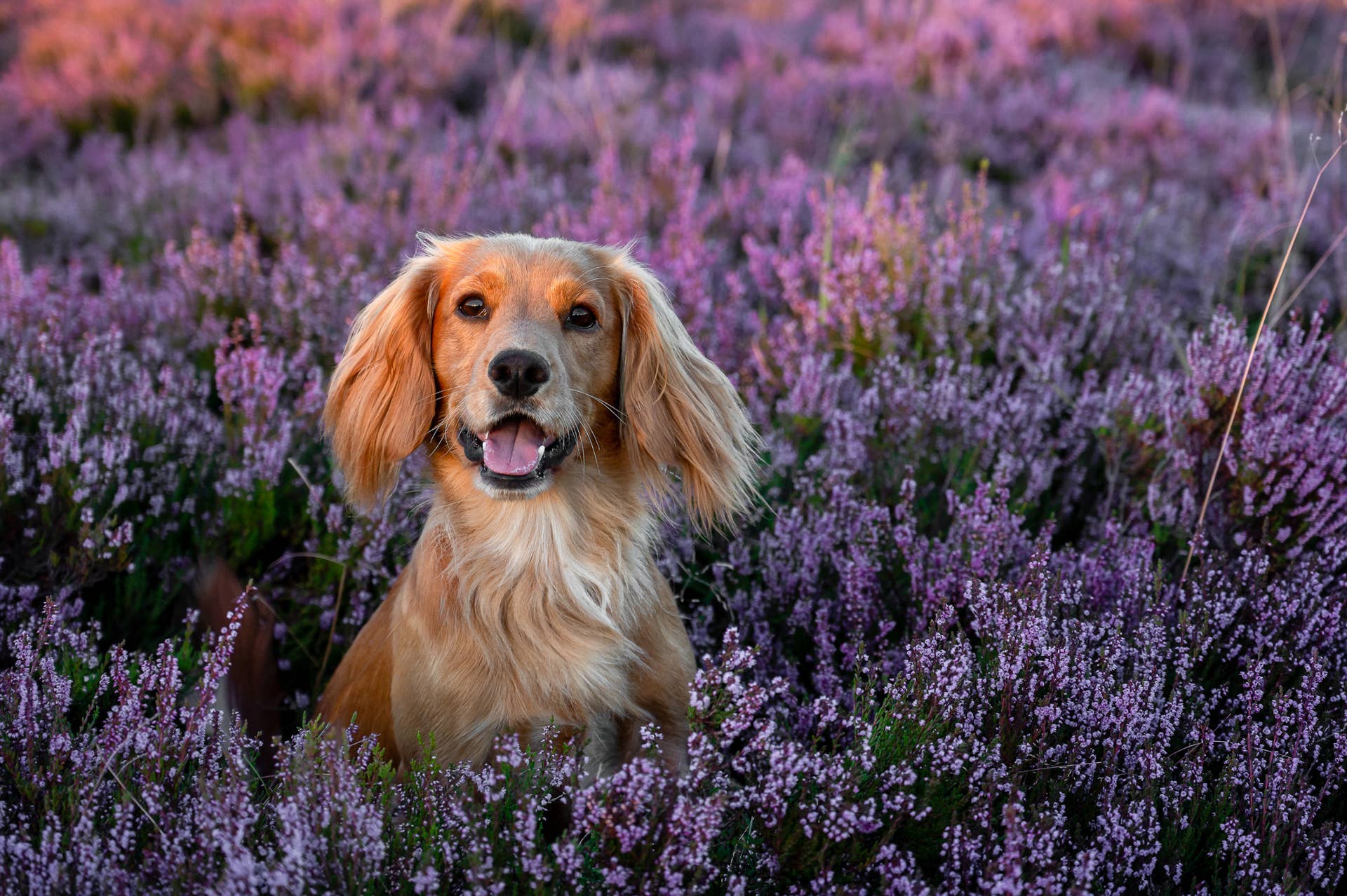 Dogs Like Golden Retrievers, According to Experts - Parade Pets