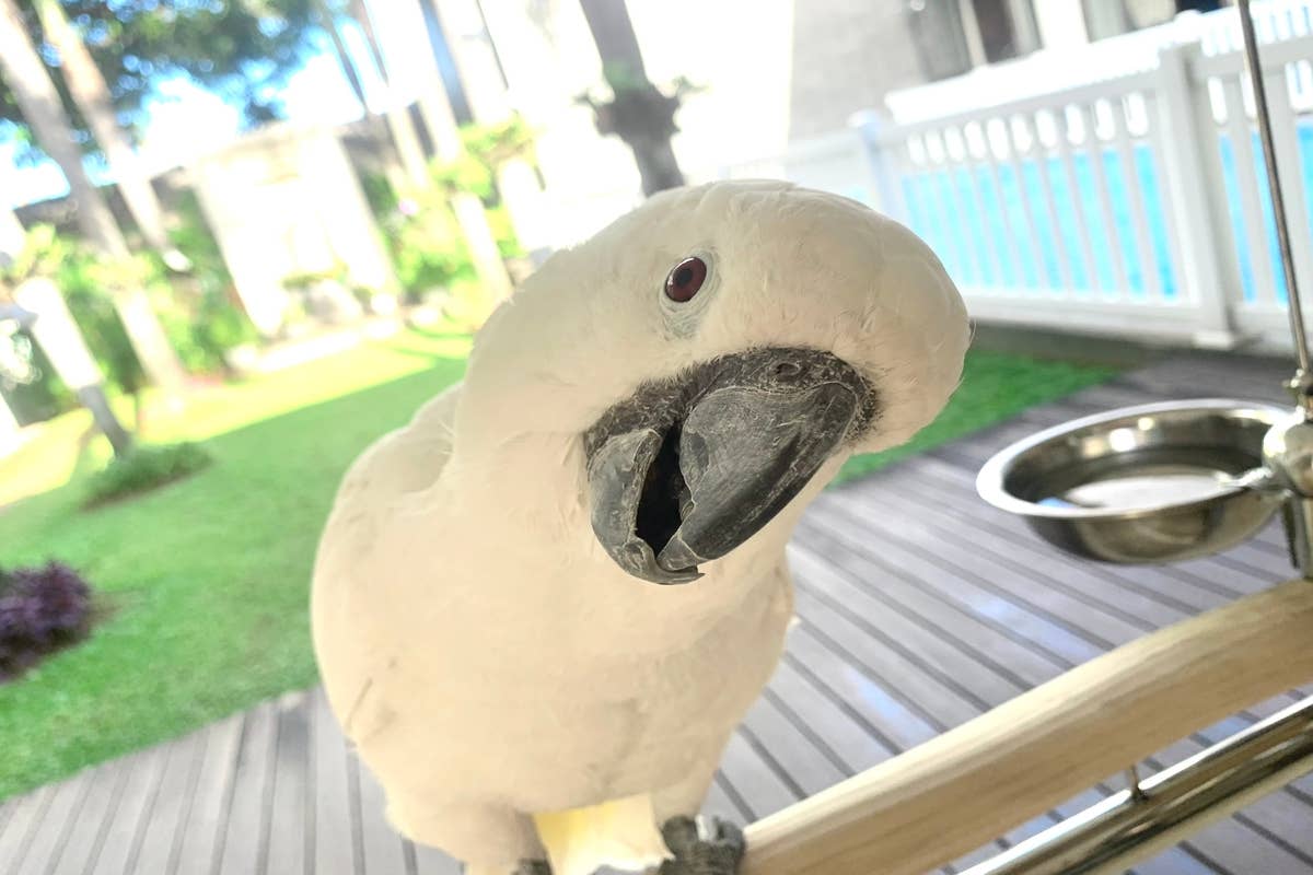 Rescue Cockatoo Happily Hopping Down Royal Staircase Is the Cutest ...