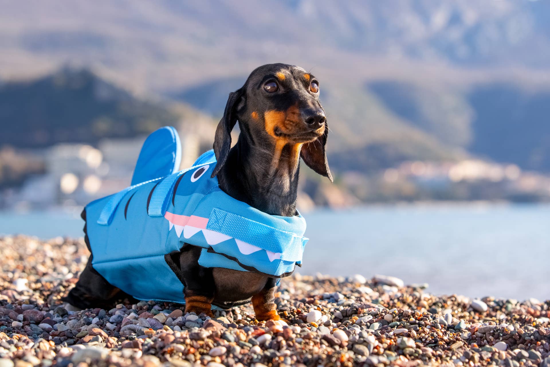 5 Dog Breeds With Shark-Like Teeth to Honor "Jaws" 50th Anniversary ...